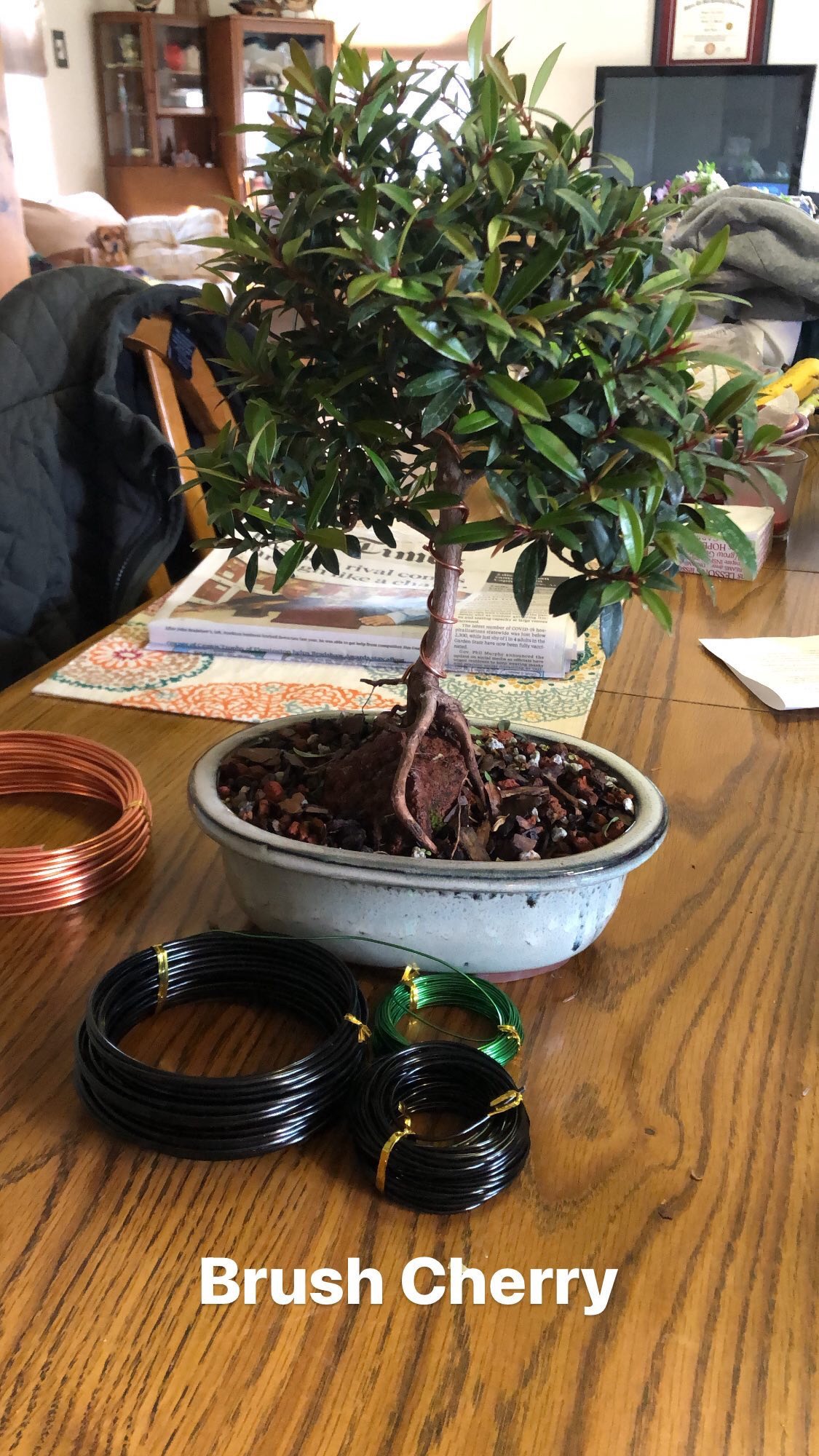 Brush Cherry! | Scrolller