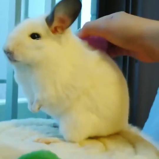 Brushy Brushy | Scrolller