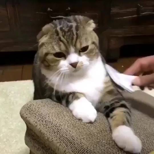 Brushy Brushy | Scrolller