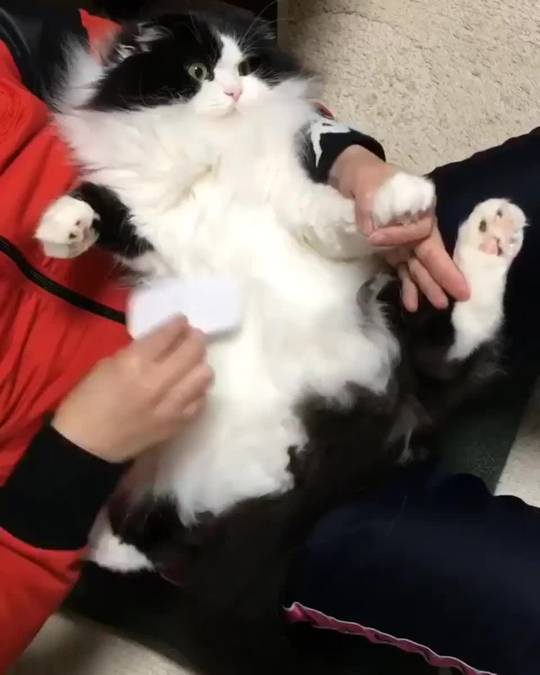 Brushy brushy time 😍 | Scrolller