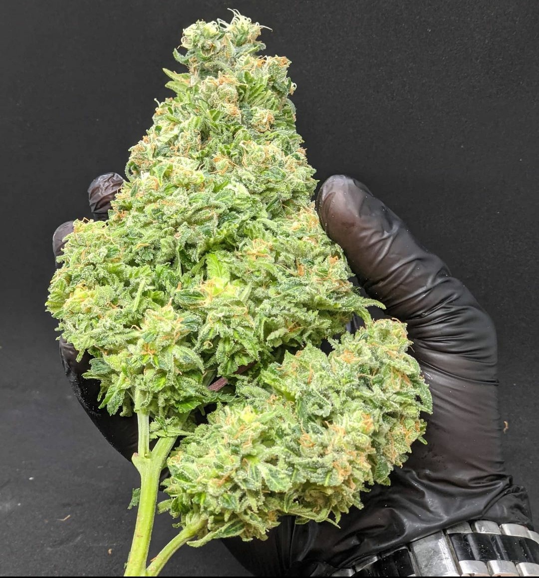 Bubba Crack 🤯 | Scrolller