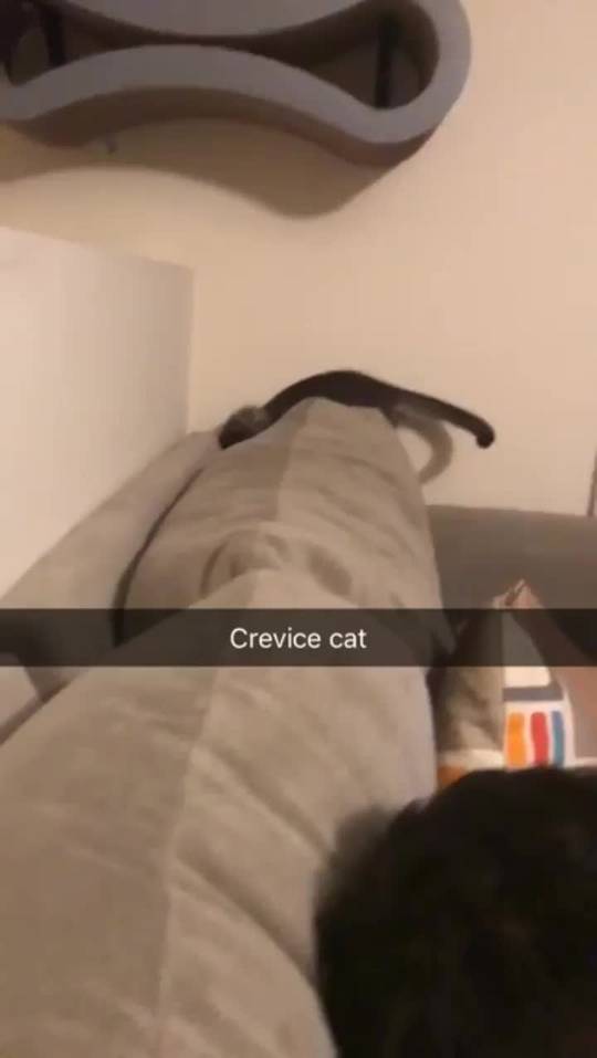 Bubbles enters the Cat Dimension | Scrolller