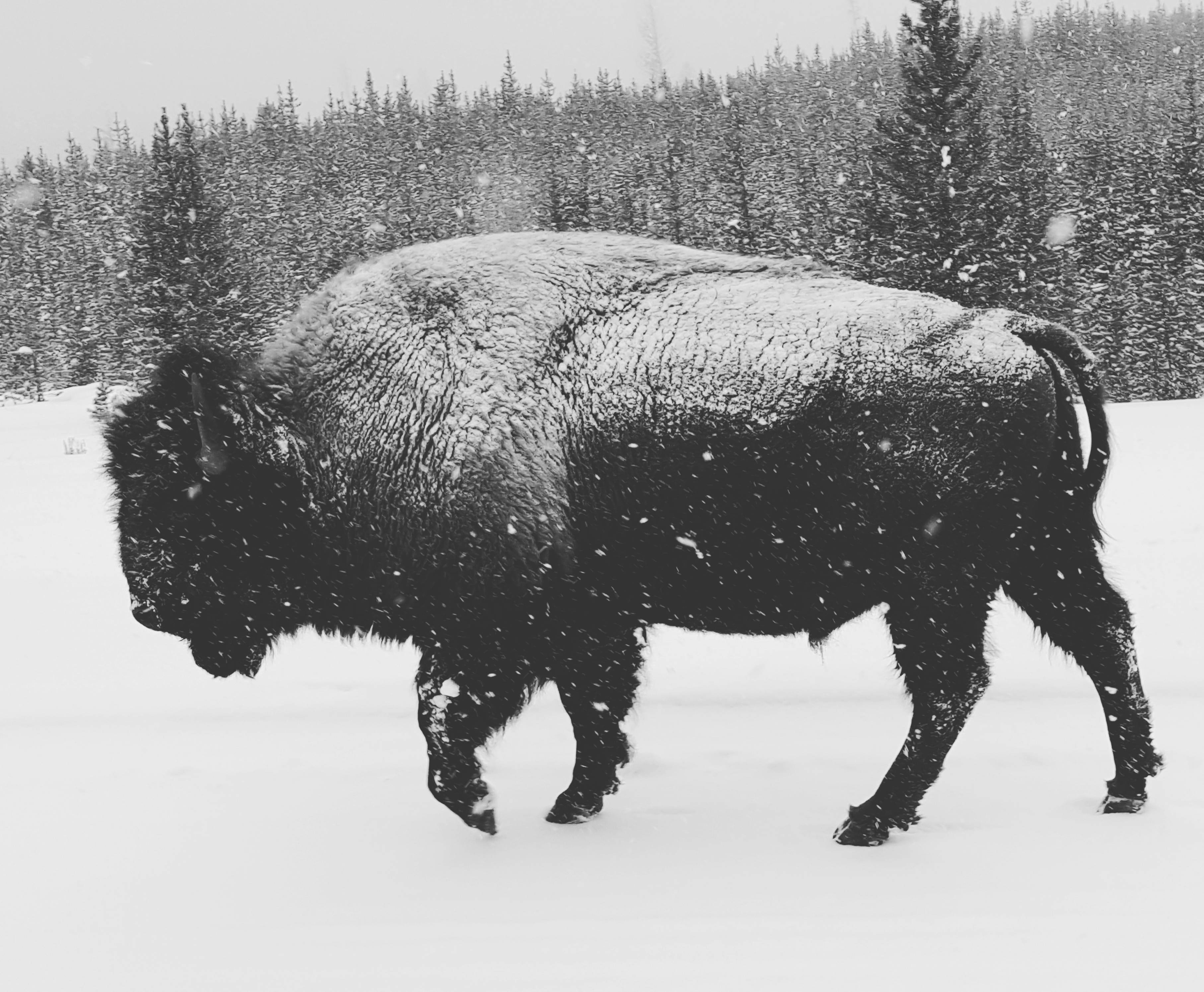 Bull bison taking a stroll in the snow... in Yellowstone National Park [3629x2988][OC] | Scrolller