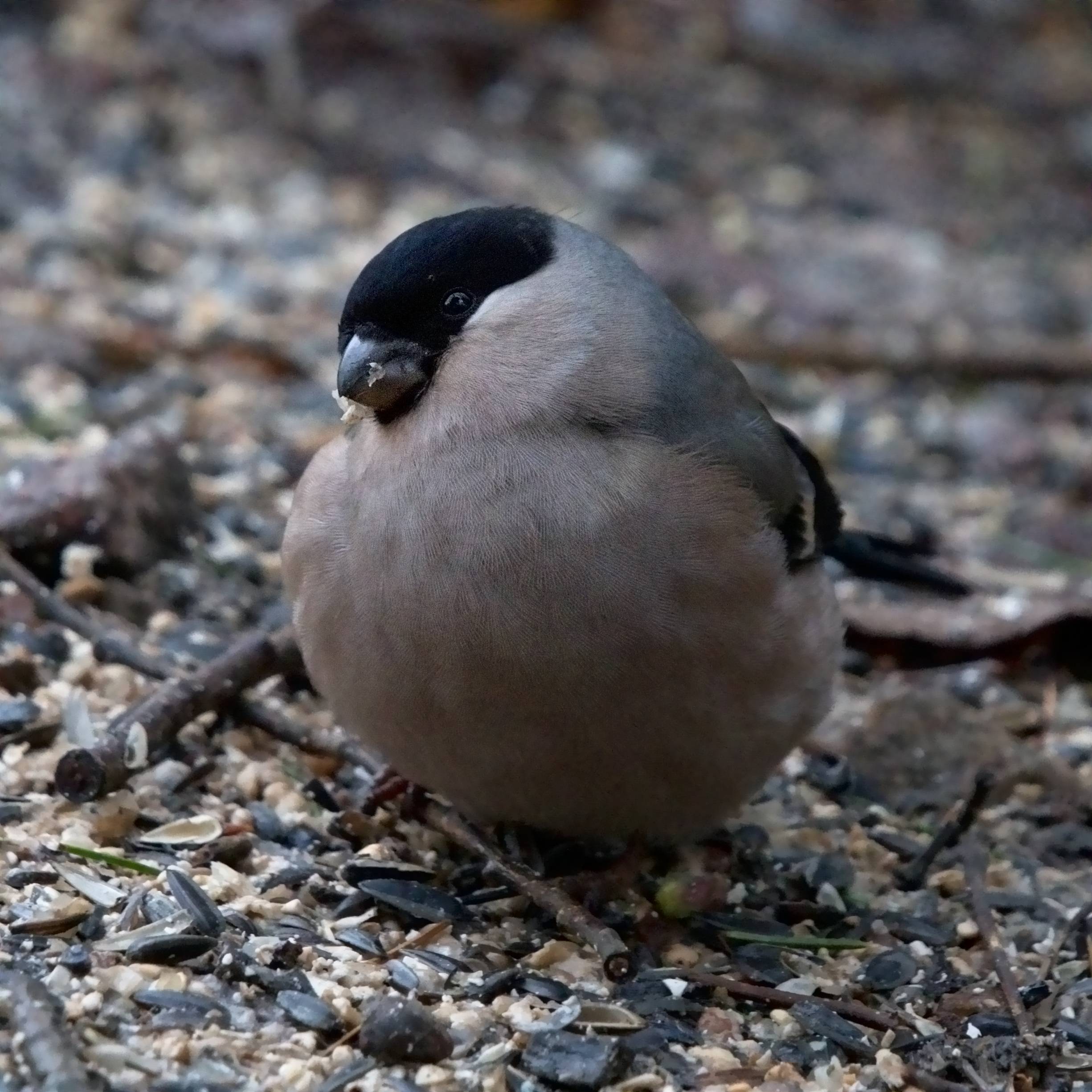 Bullfinch borb | Scrolller