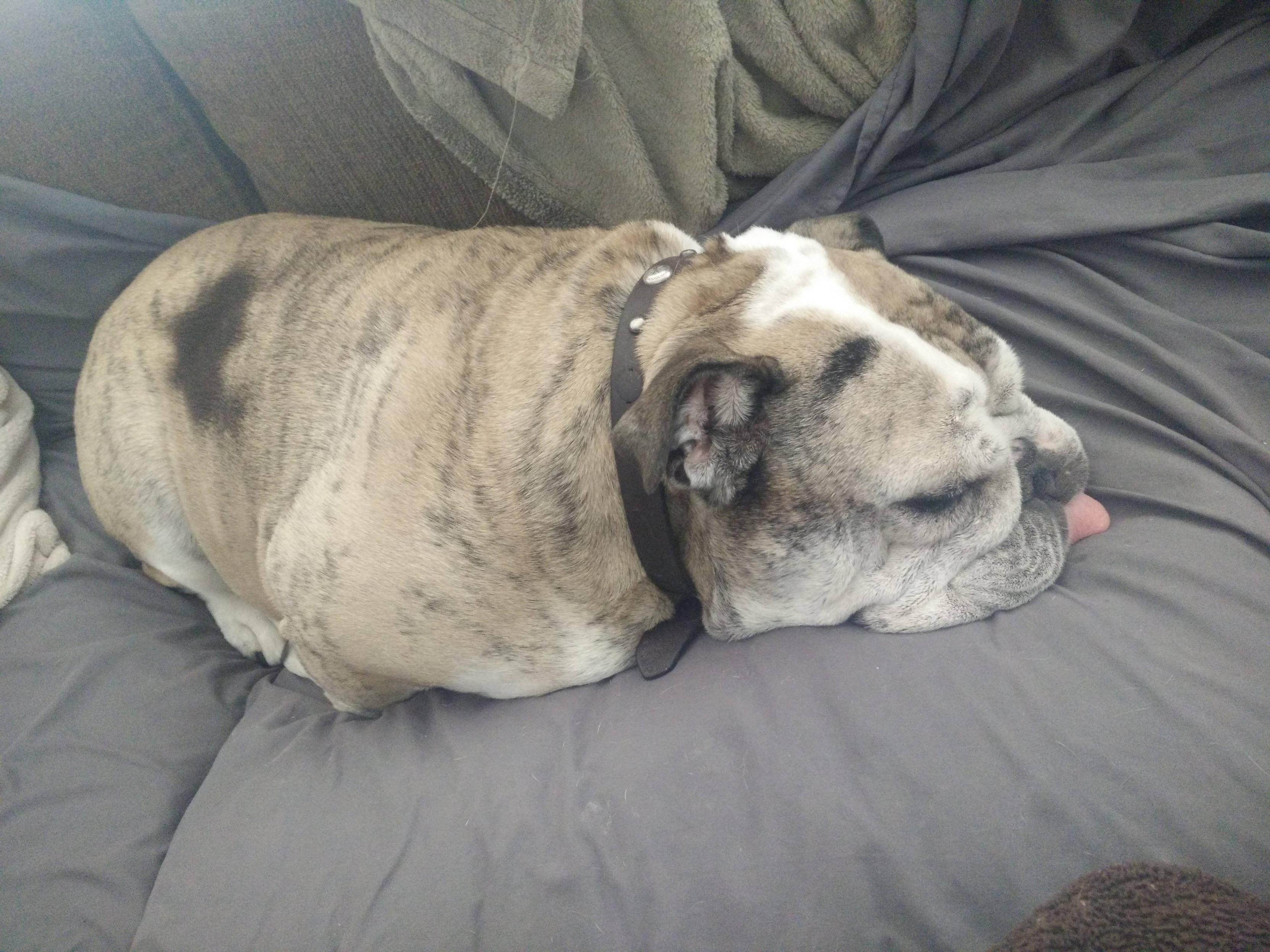 Bully Loaf, With Extra Tongue | Scrolller