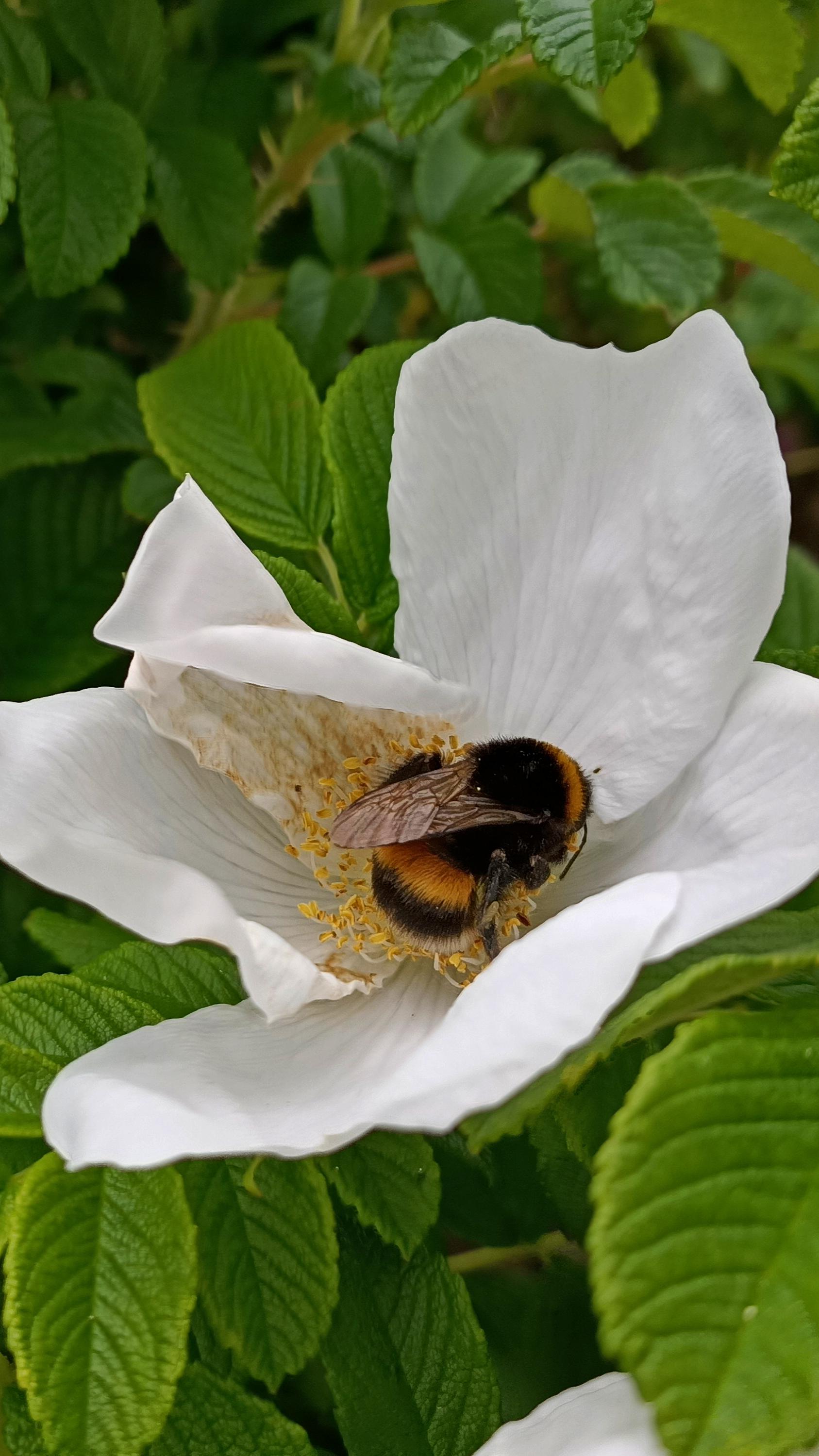 Bumblebee in a rosehip | Scrolller