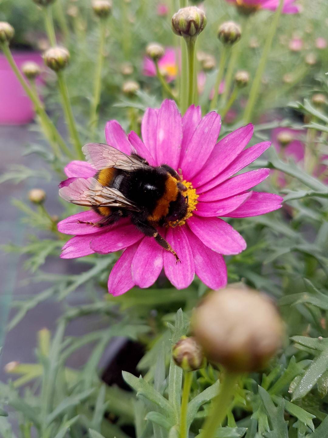 Bumblebee on Chrysanth | Scrolller