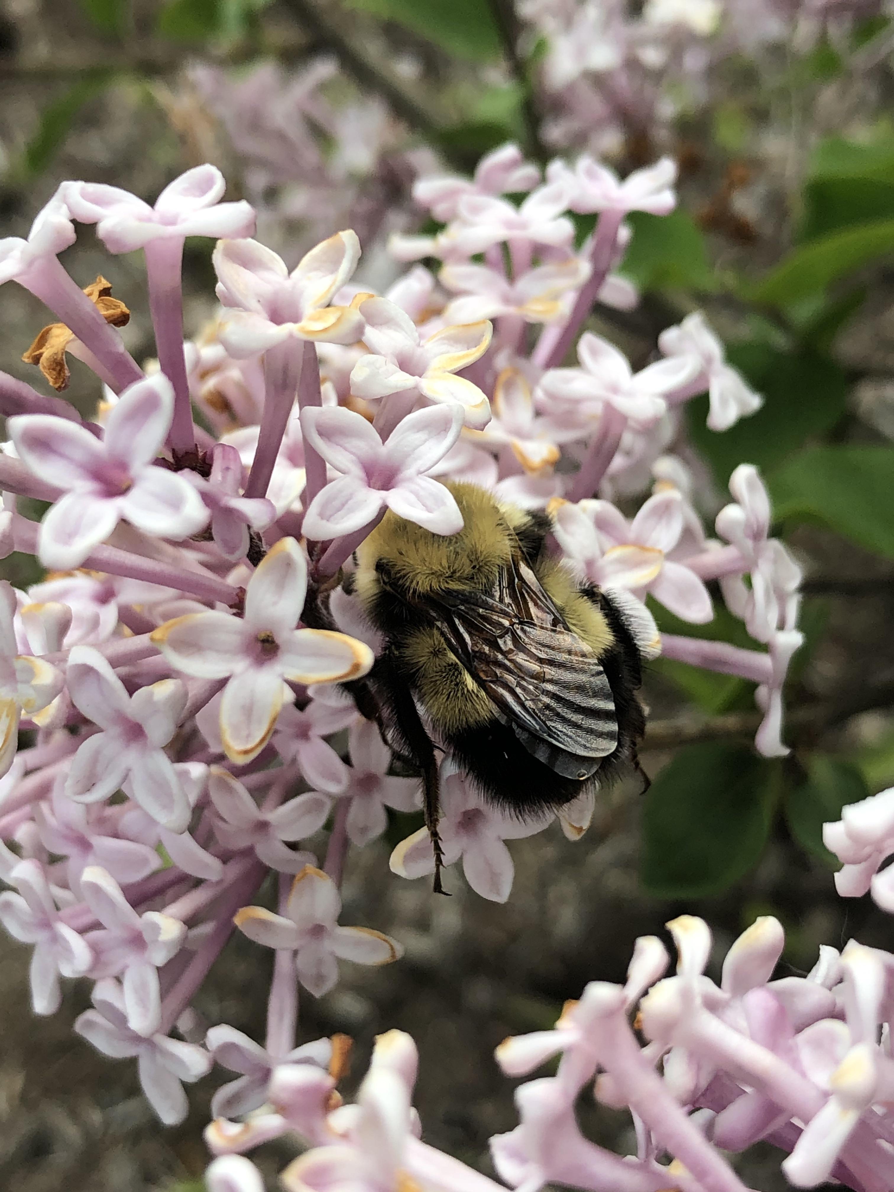 Bumblebutt | Scrolller