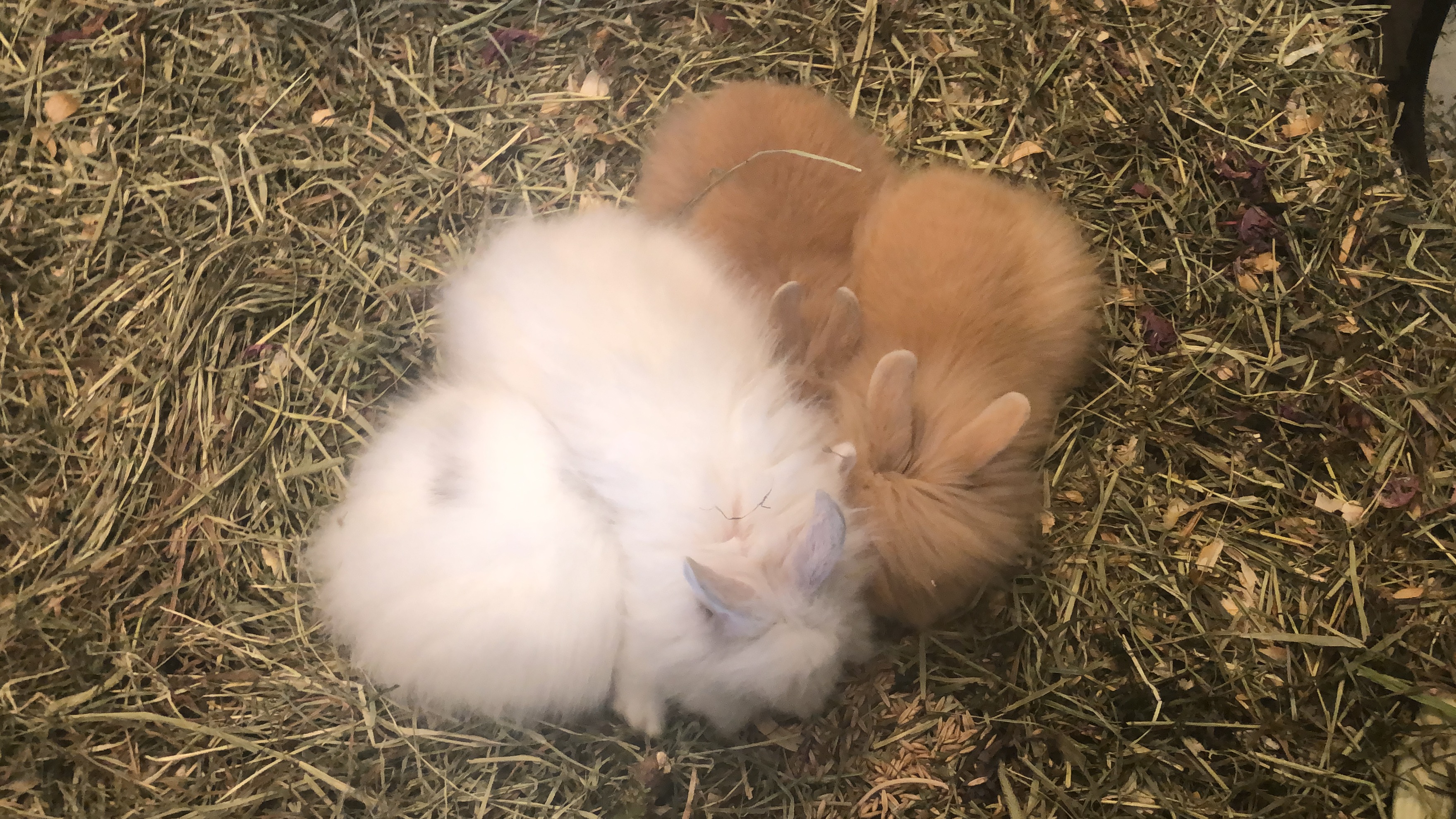 Buns please... | Scrolller