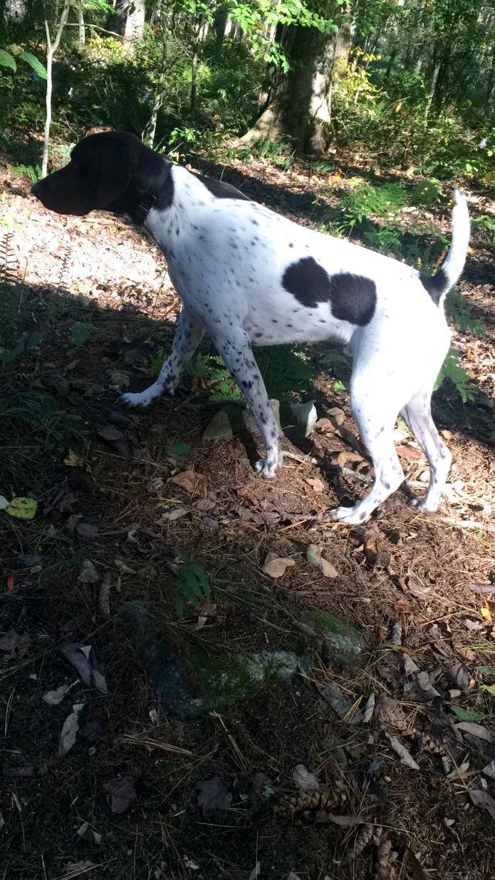 Burke stalking his prey | Scrolller