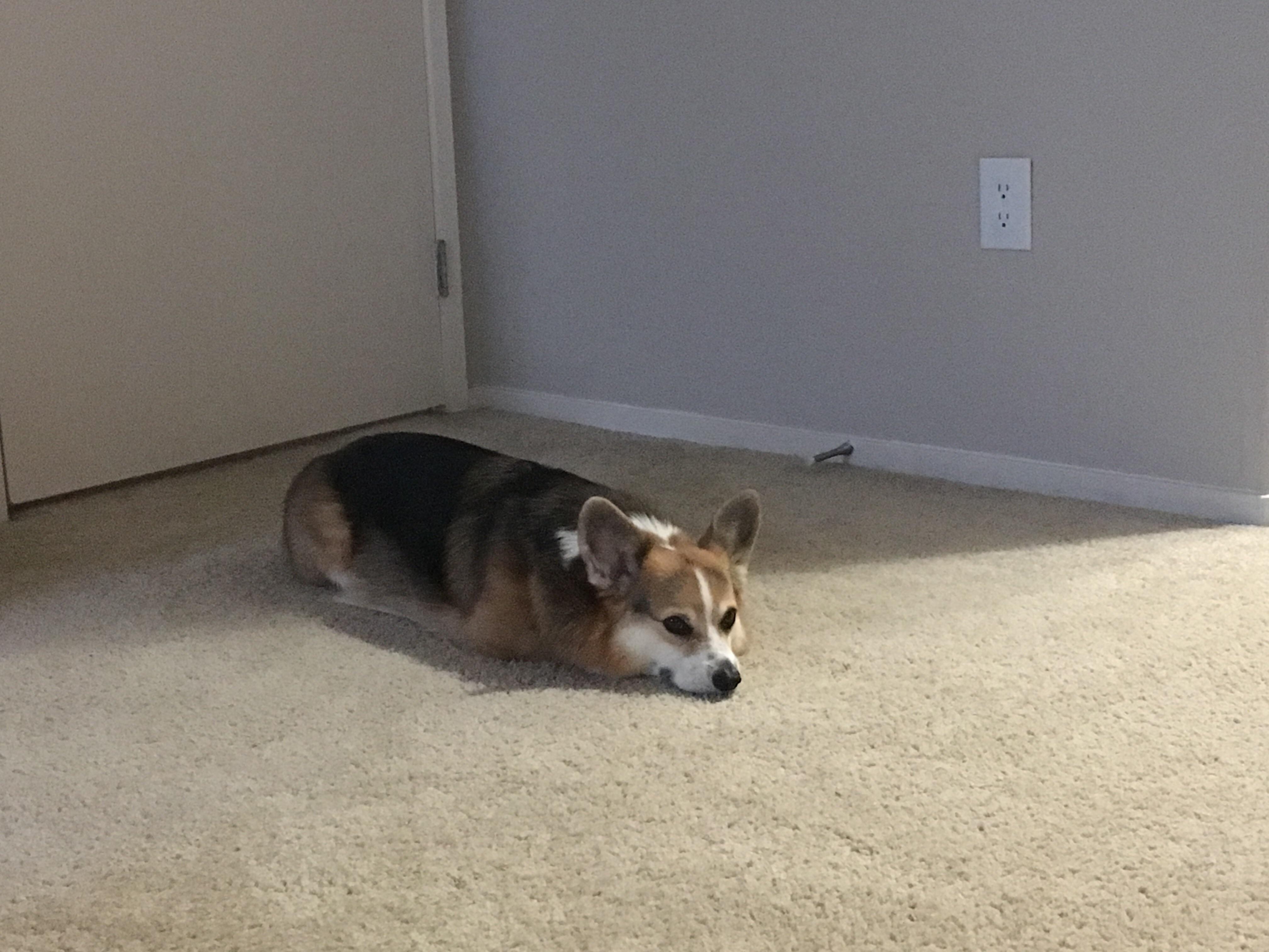 Burnt loaf | Scrolller