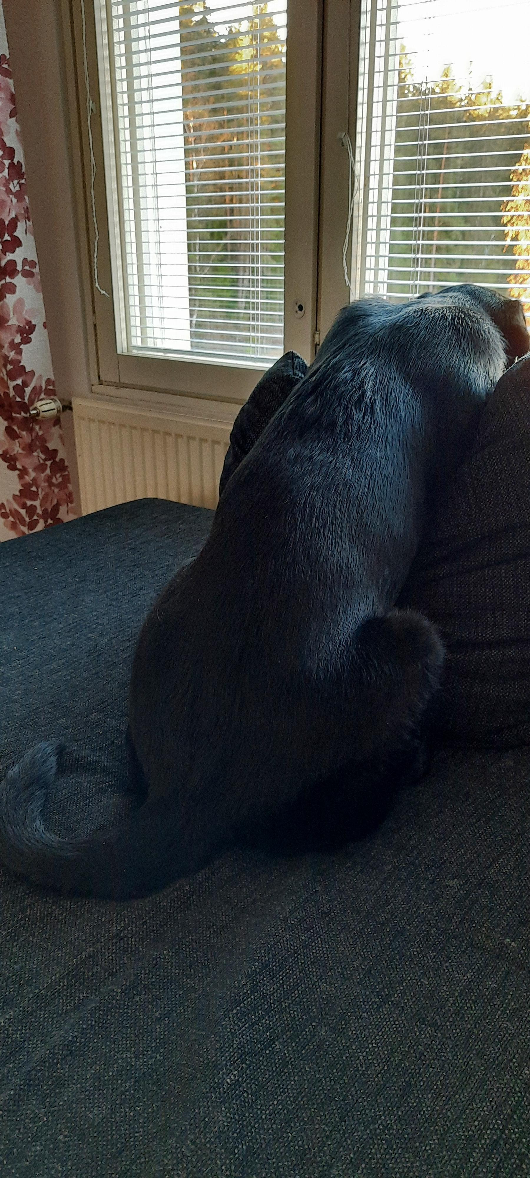 Burnt loaf. | Scrolller