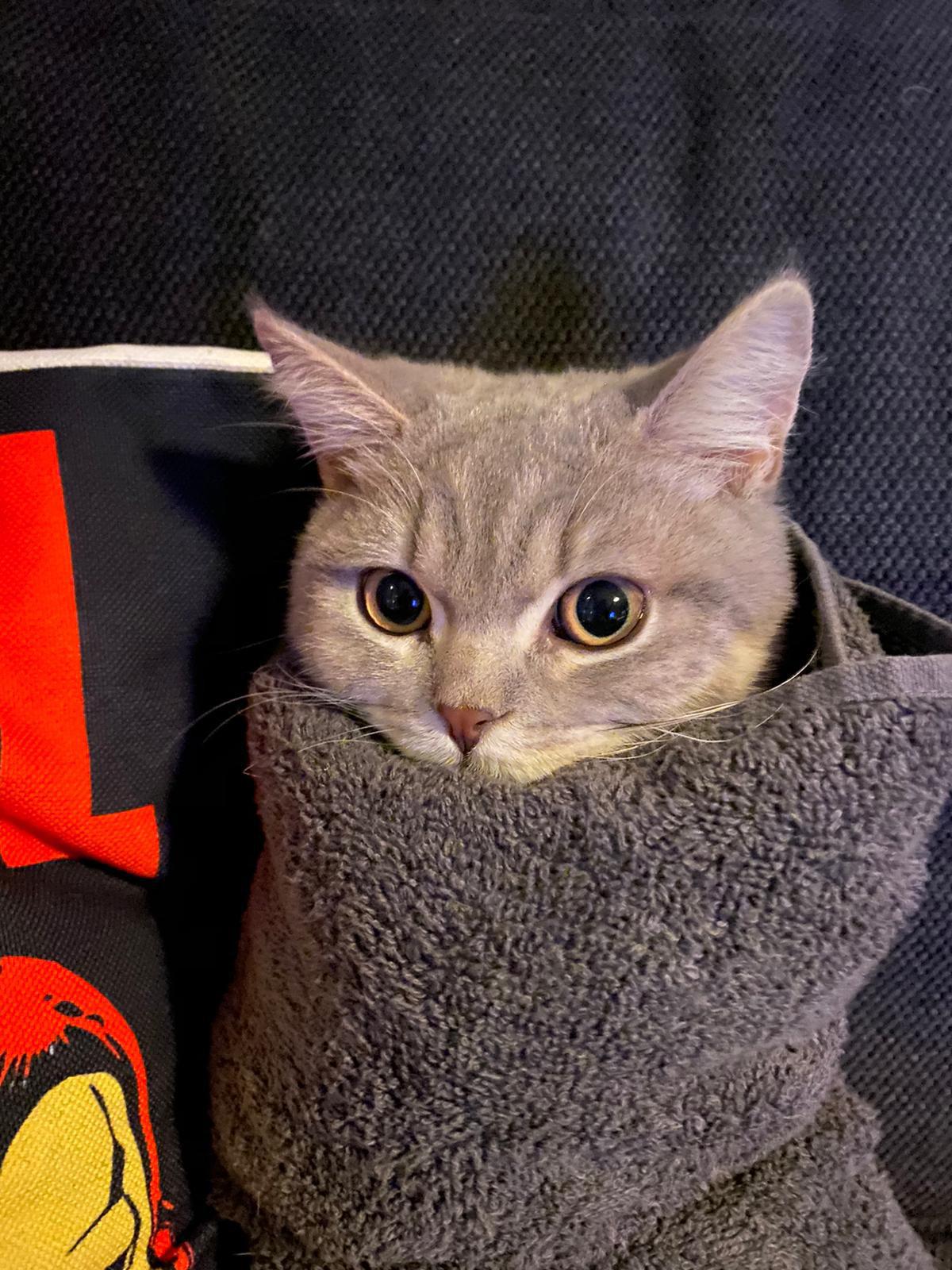 Burrito 🐱 | Scrolller