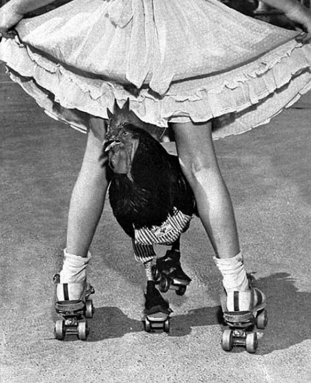 Buster the Roller Skating Rooster, Los Angeles, 1957 | Scrolller