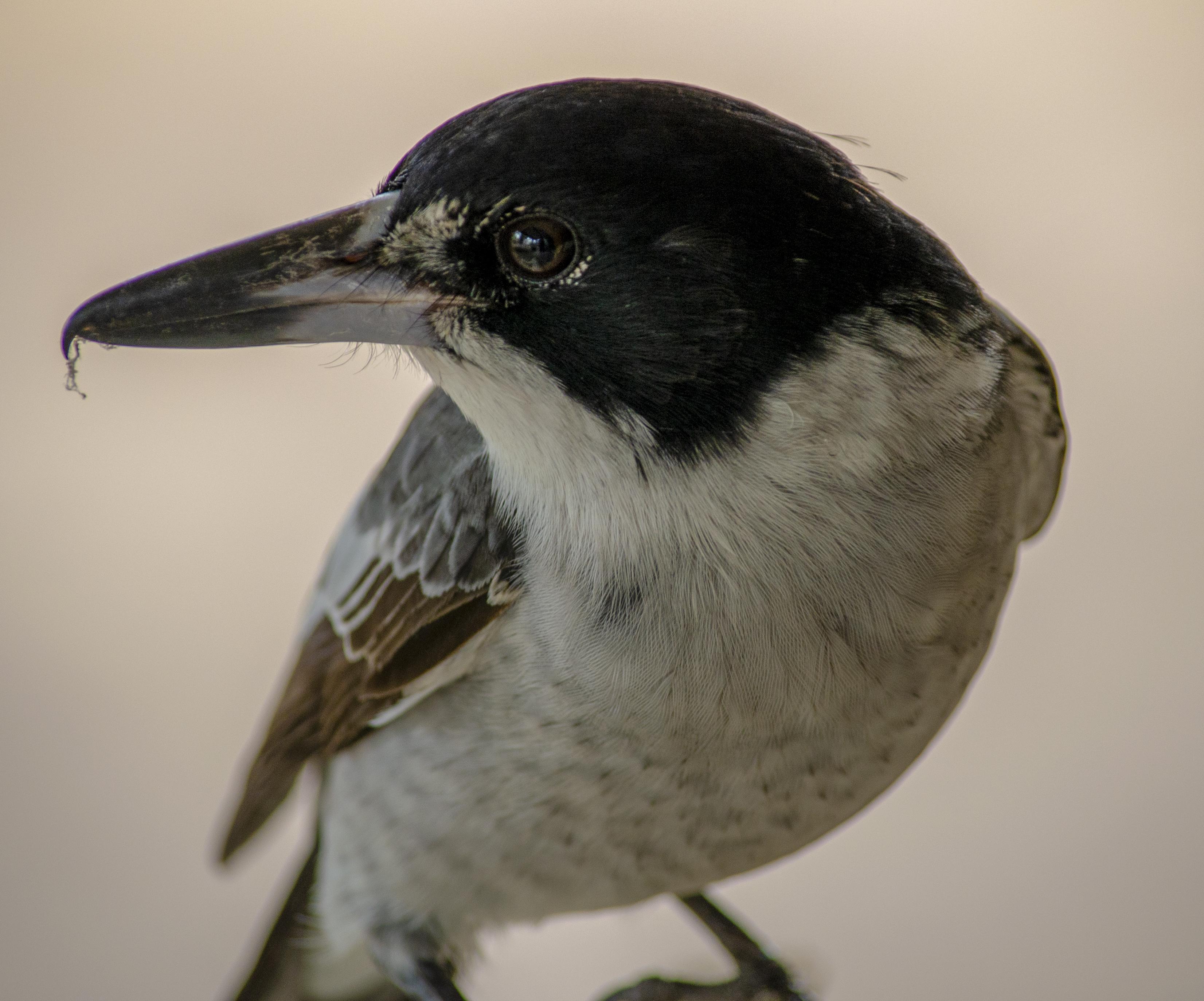 Butcher Bird came close. | Scrolller
