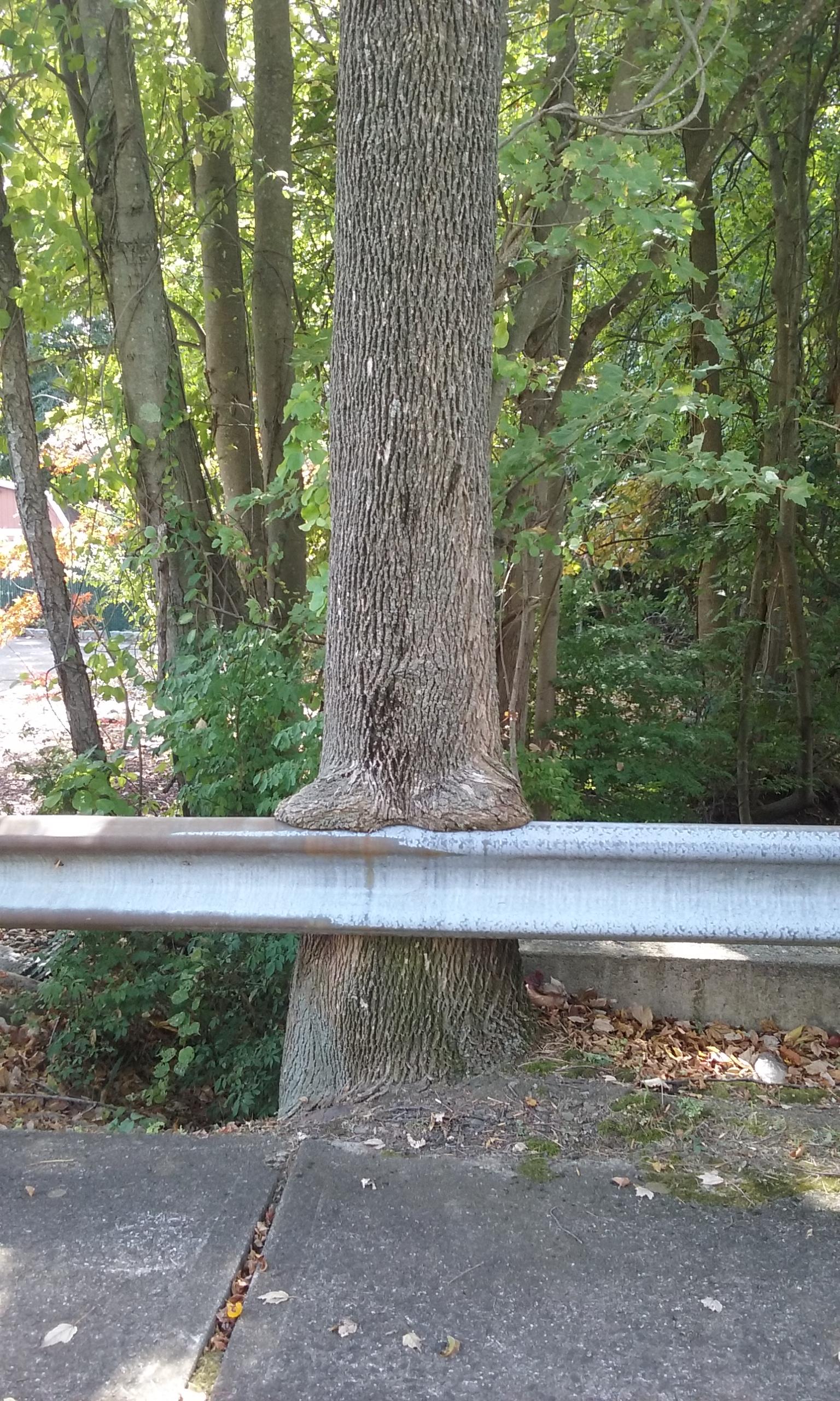 Butt tree. | Scrolller