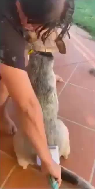 Butt Wiggles | Scrolller