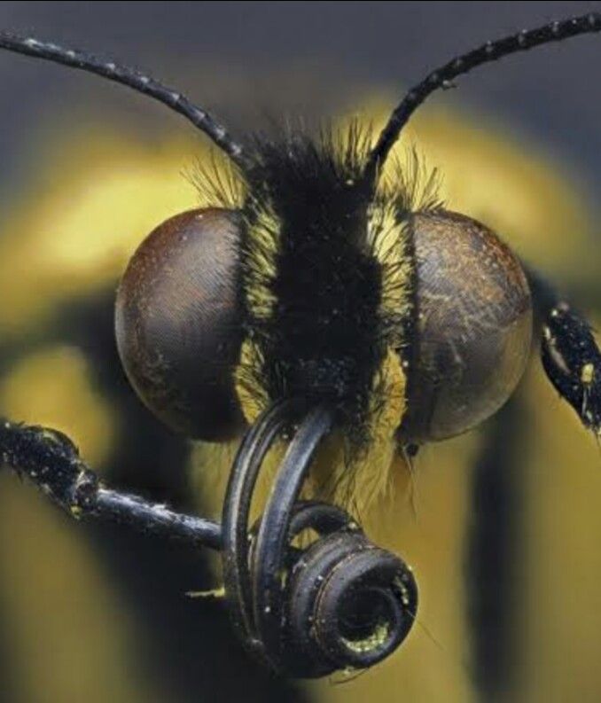 butterfly's face under a microscope | Scrolller