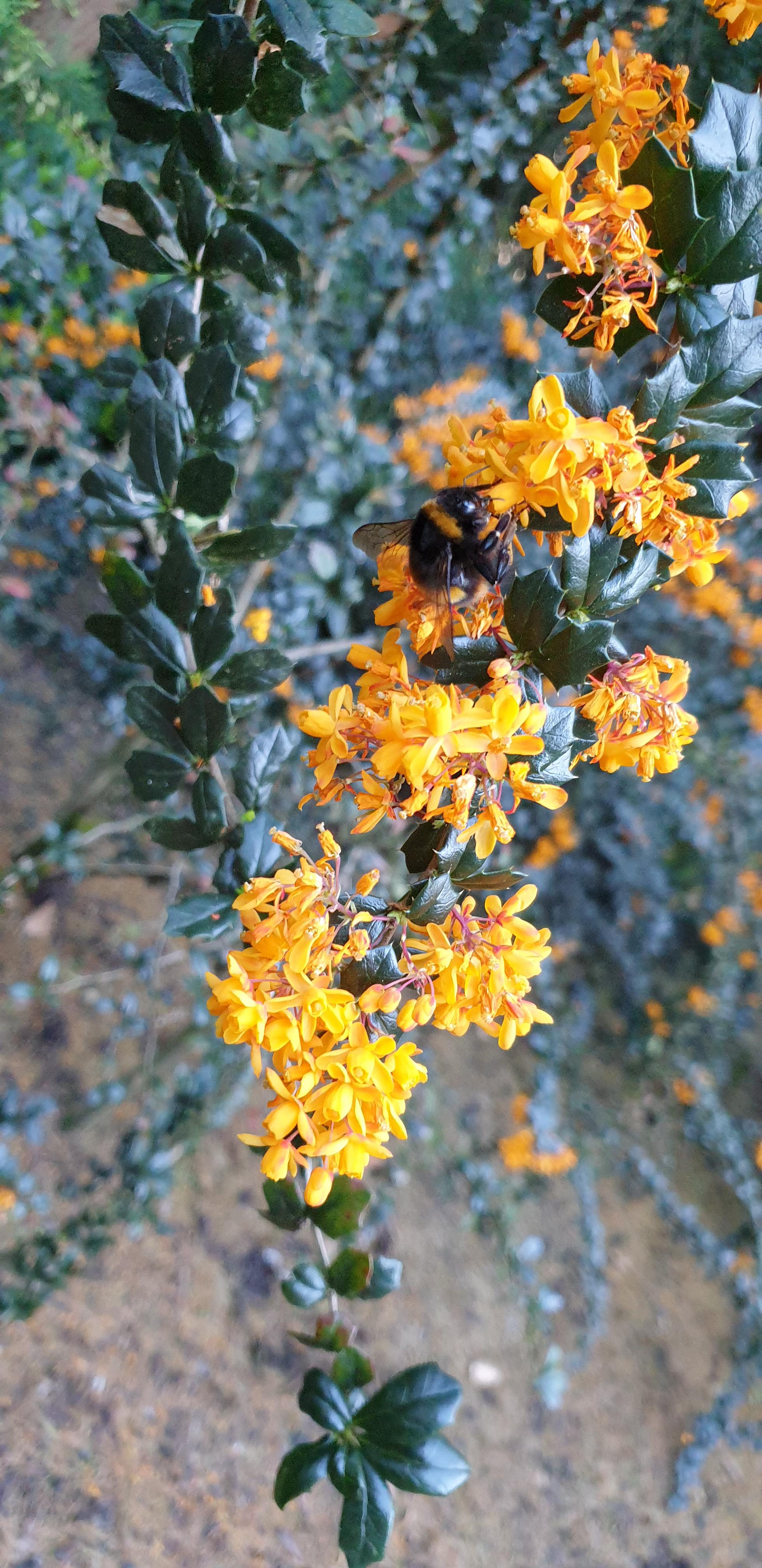 Buzz buzz buzz. Spotted this lovely guy yesterday. Surrey UK | Scrolller