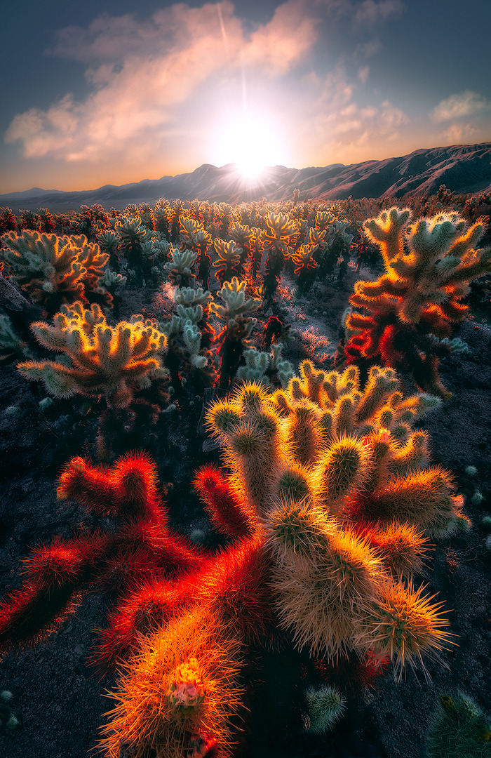 Cacti | Scrolller
