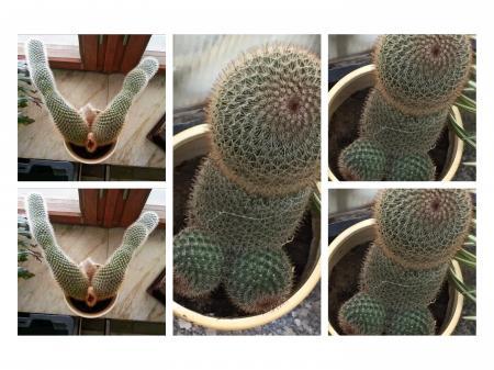 Cacti gone wild | Scrolller
