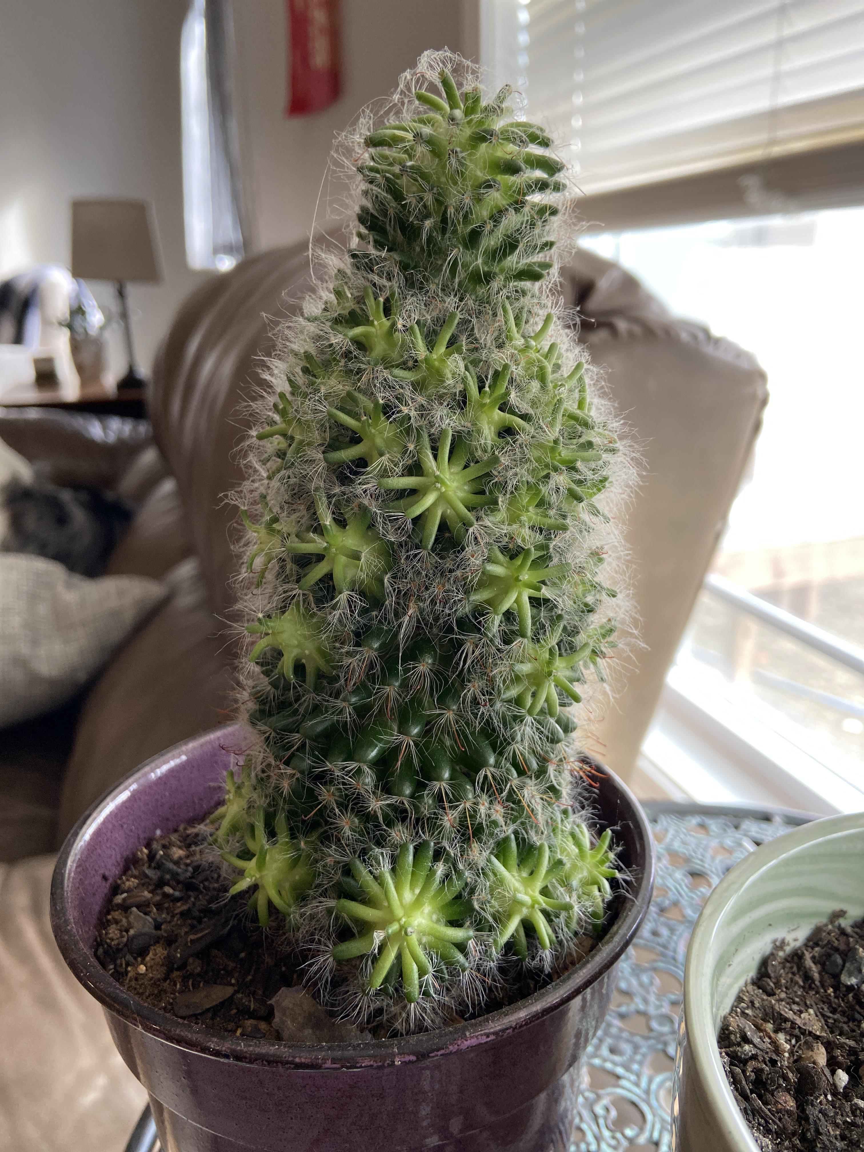 Cacti multiplying! I’ve had this plant for three years and it’s never ...