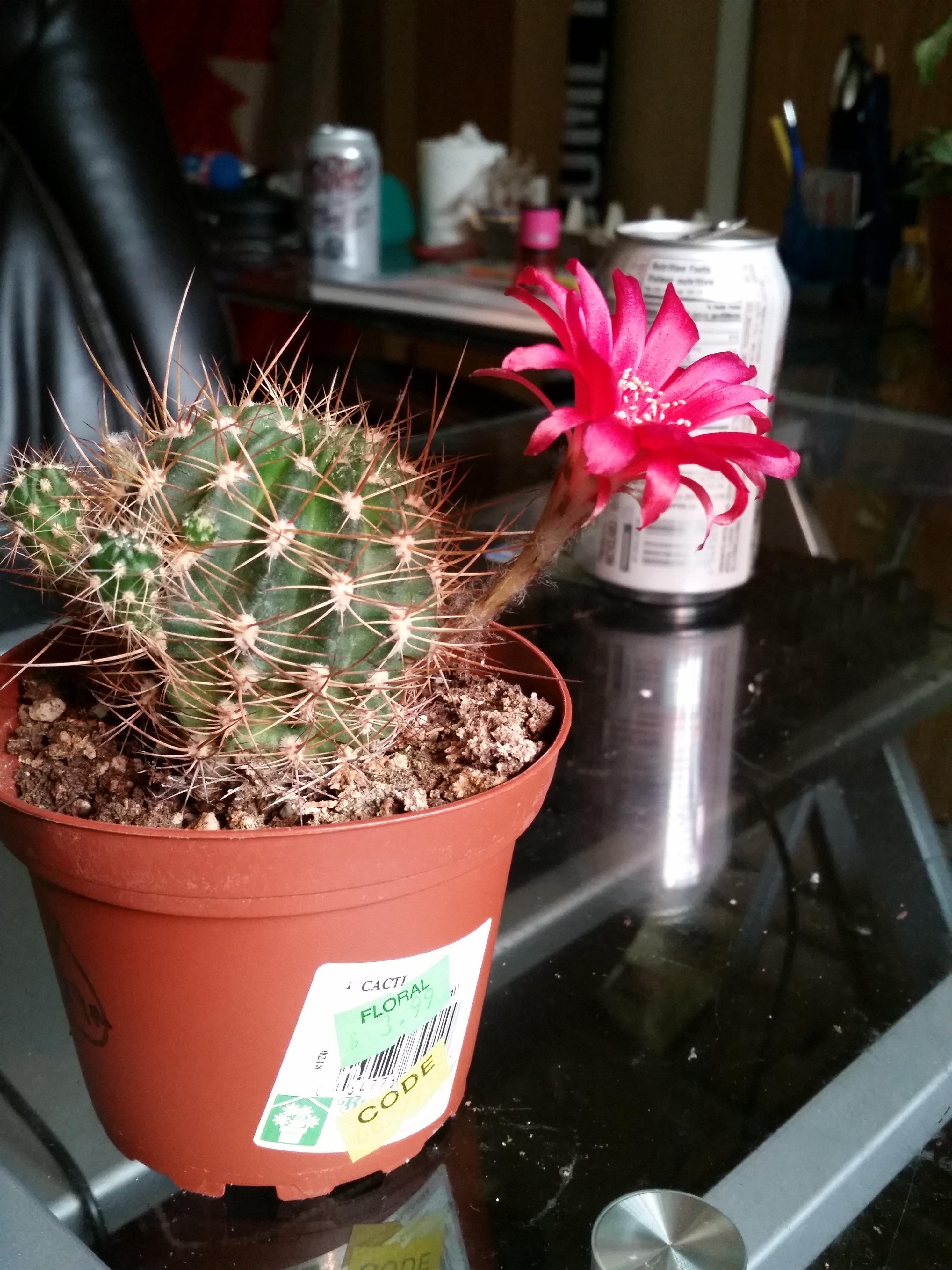 Cactus flowering for the first time | Scrolller
