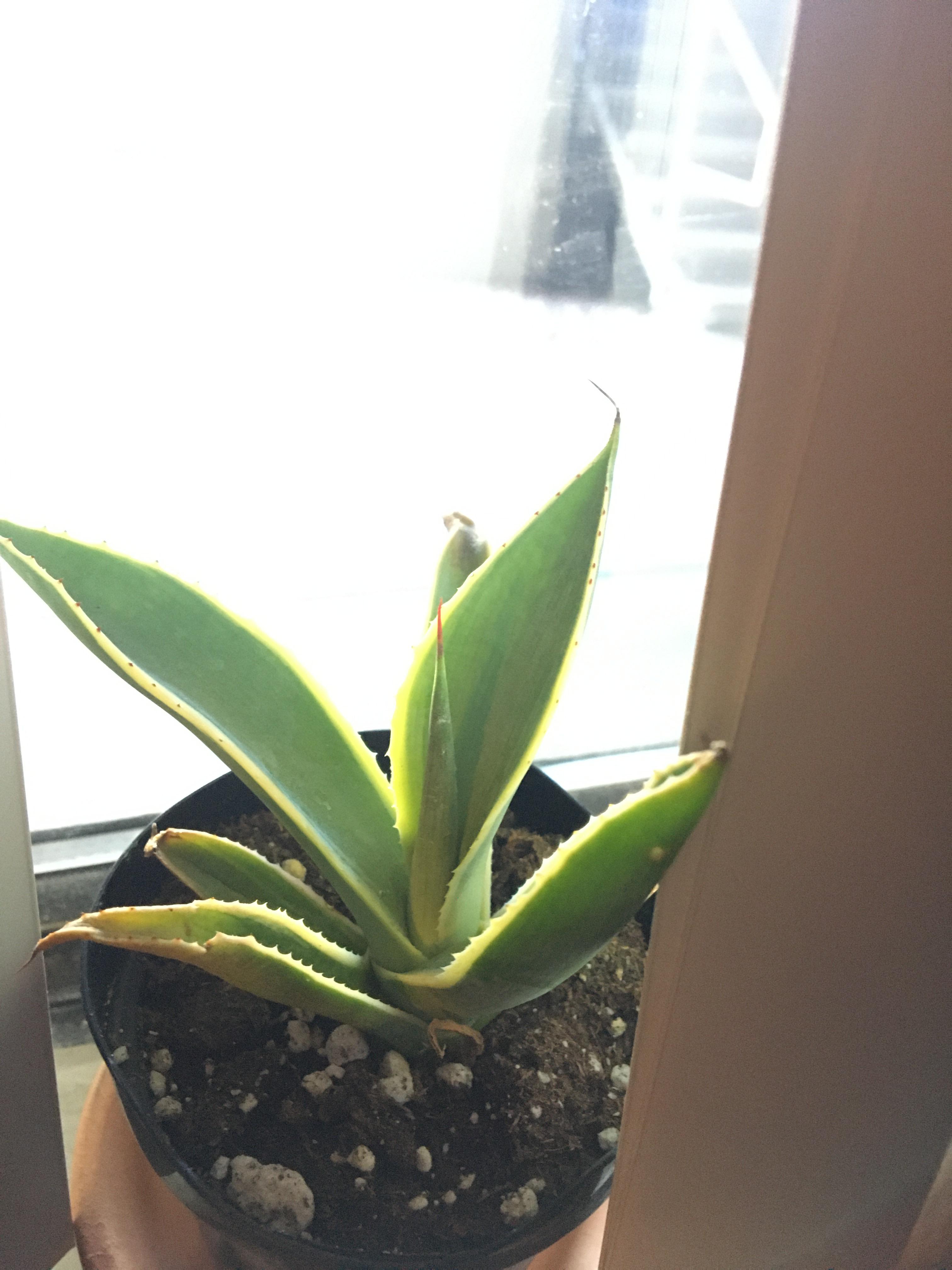 cactus reveal | Scrolller