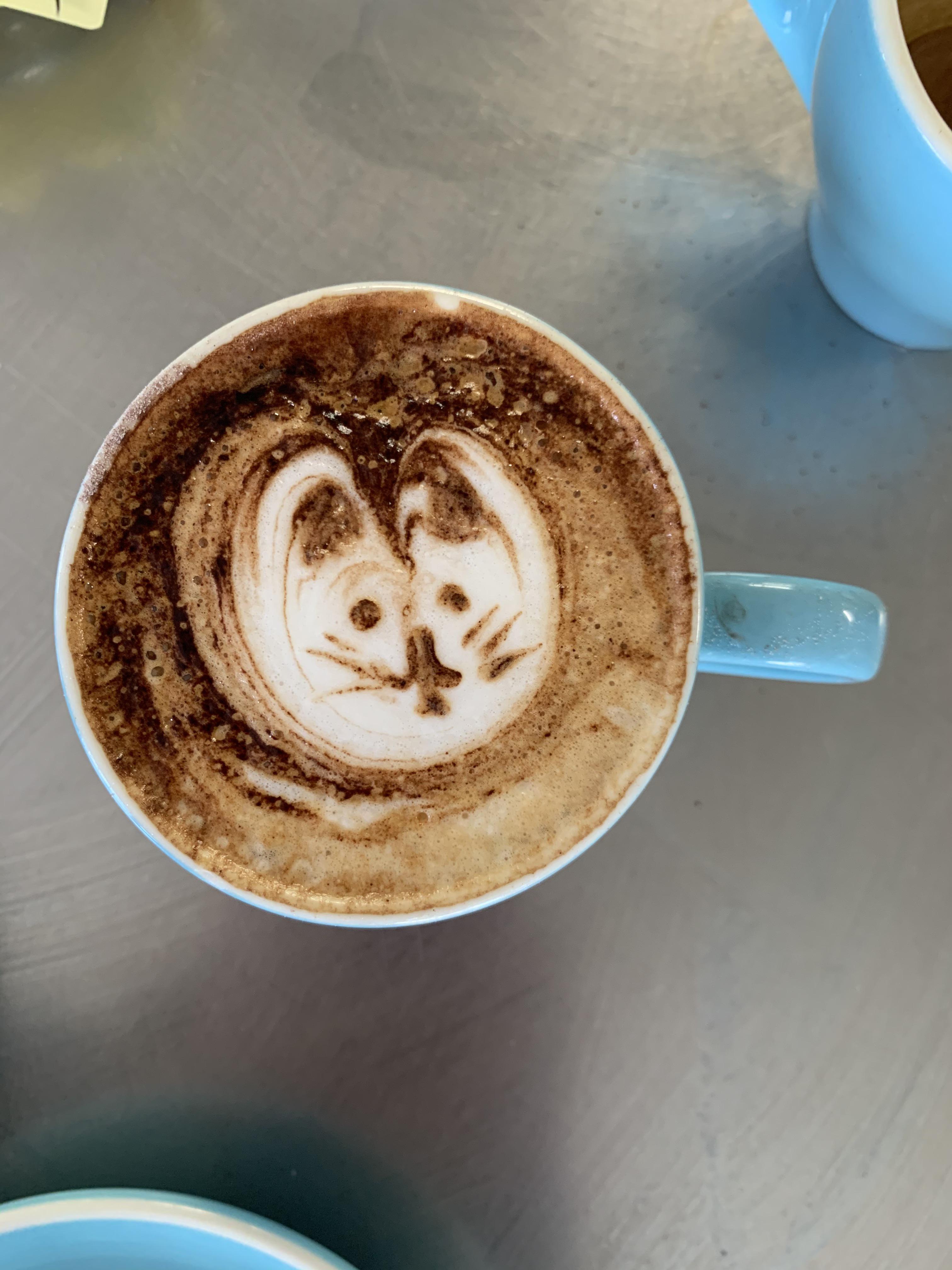 Cafe gato? | Scrolller