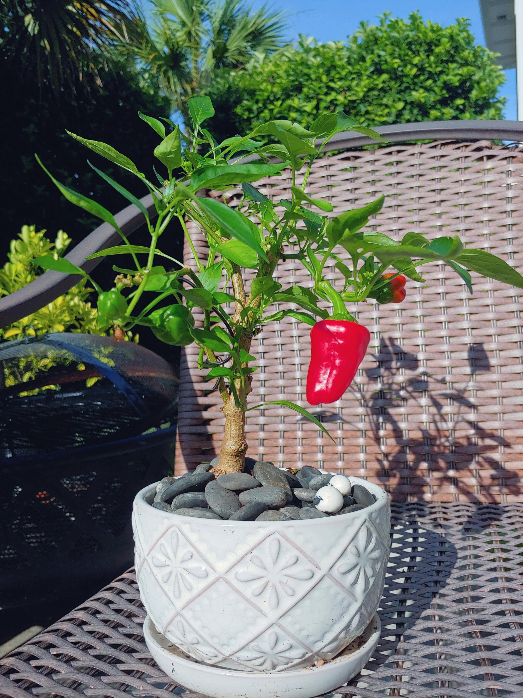 Cajun Bell Pepper Bonchi | Scrolller