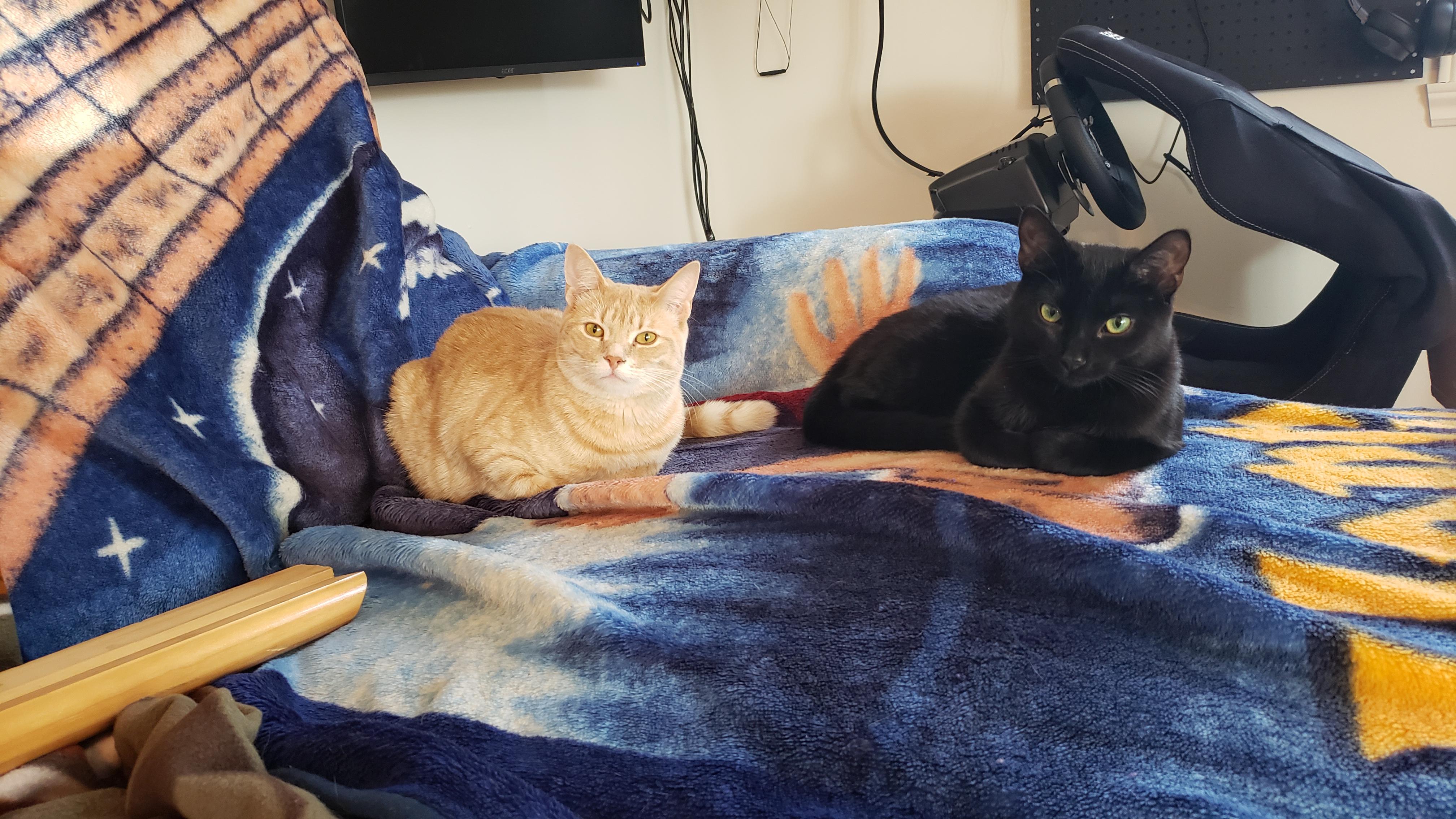 Cake day kitty's | Scrolller