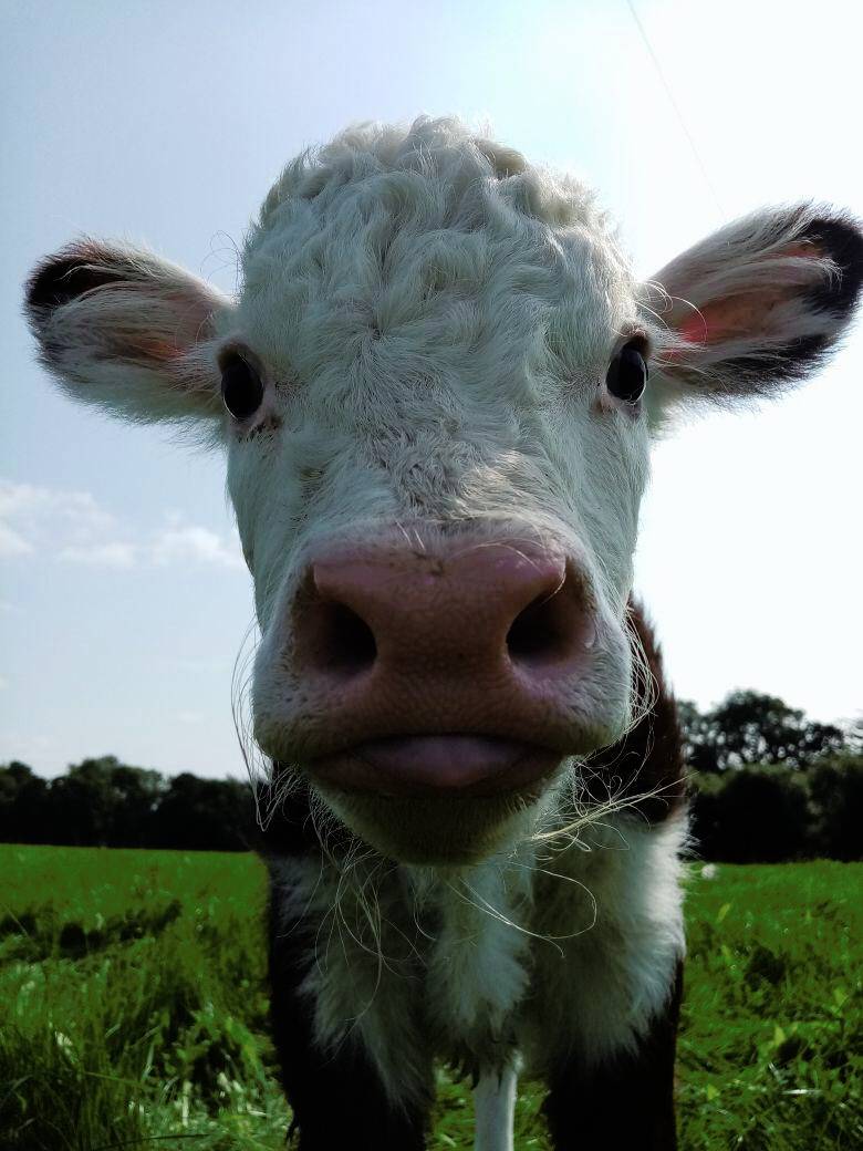 Calf blup | Scrolller