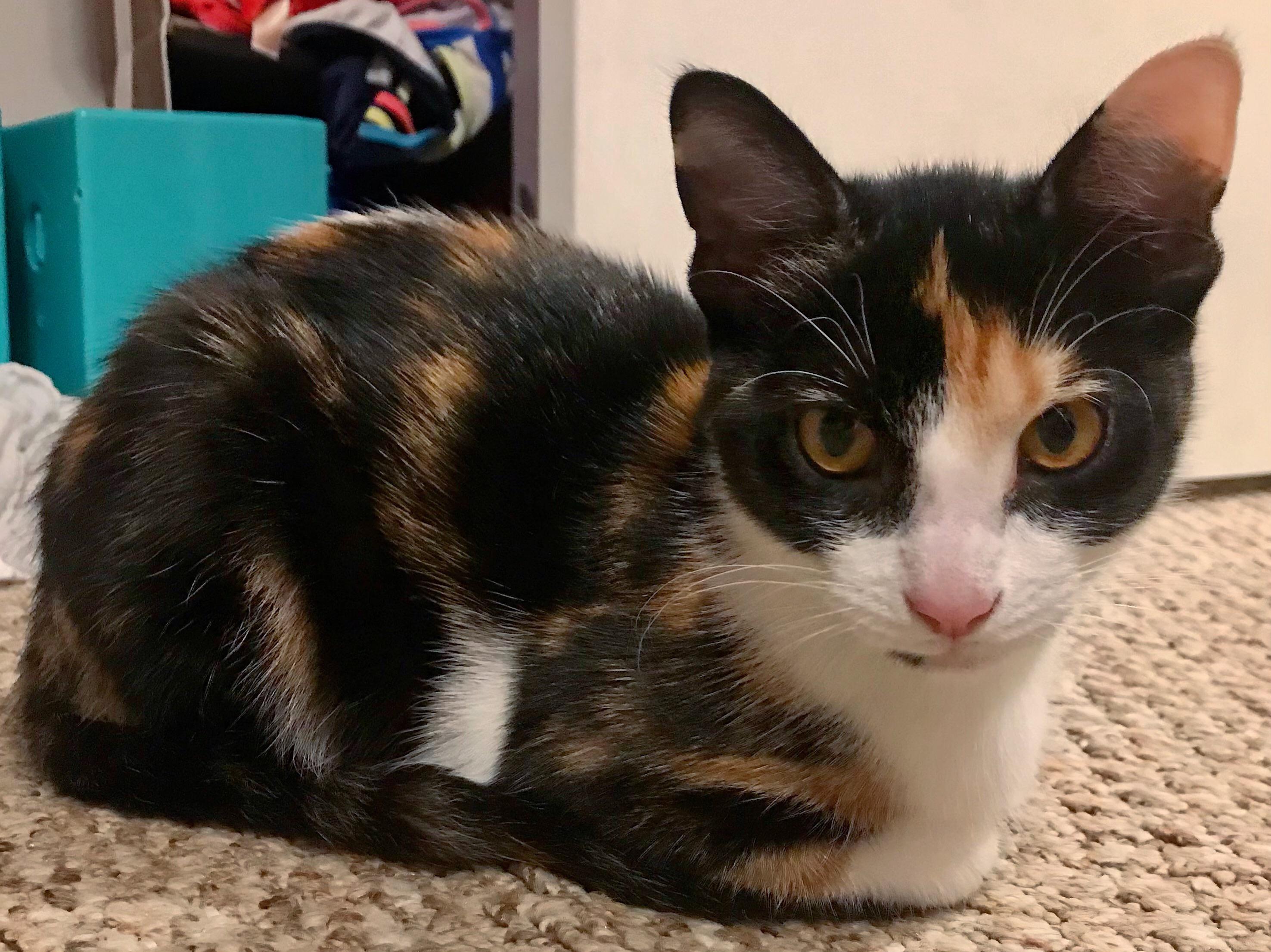 Calico Loaf | Scrolller