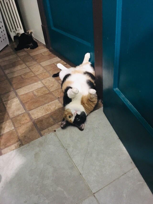 Calico Zelda | Scrolller