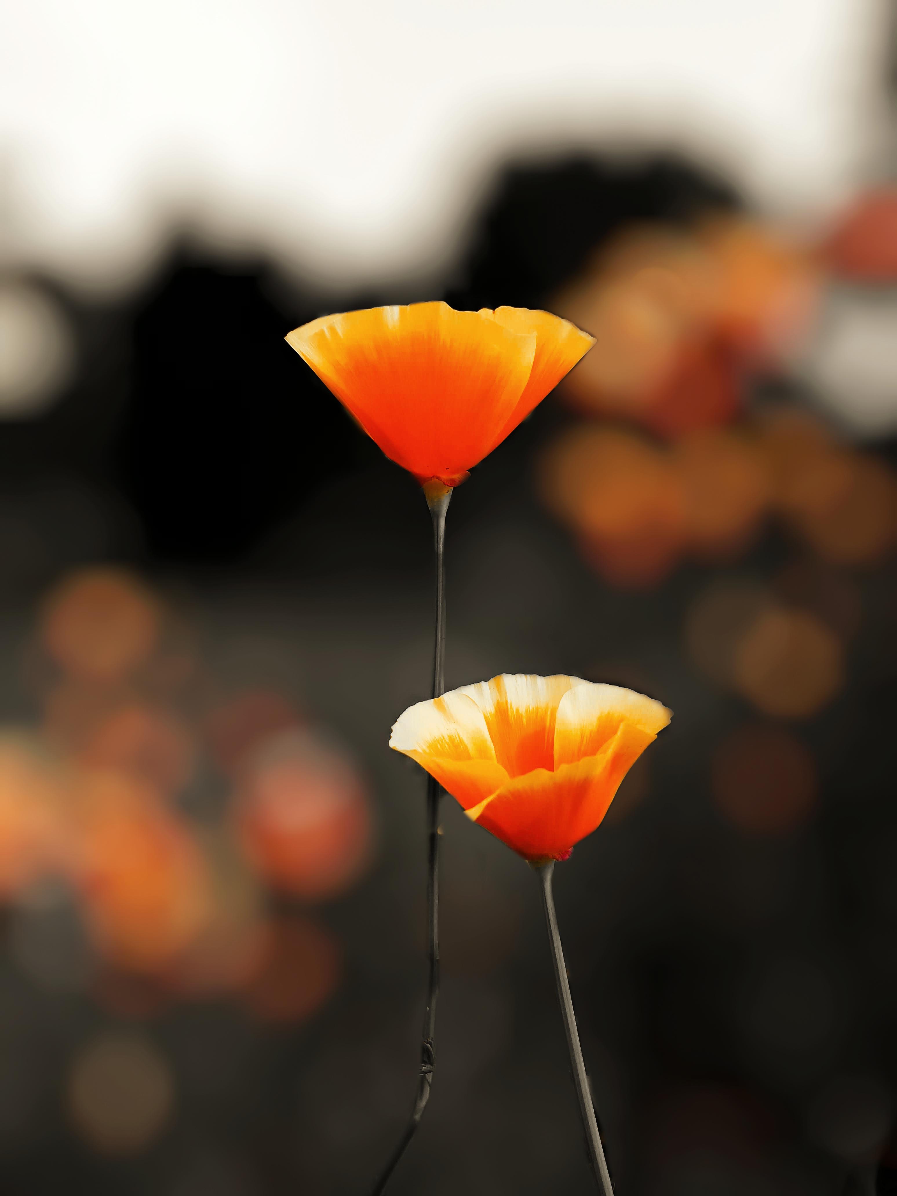 California Poppies | Scrolller