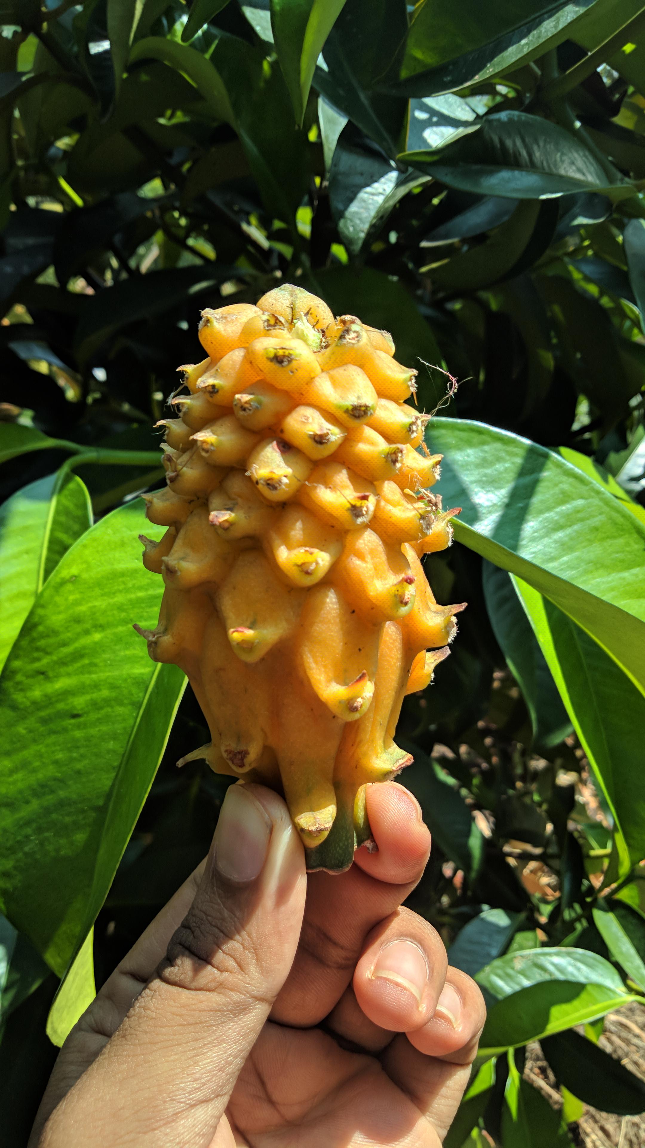 Call me കമലം not dragon fruit 😏 | Scrolller