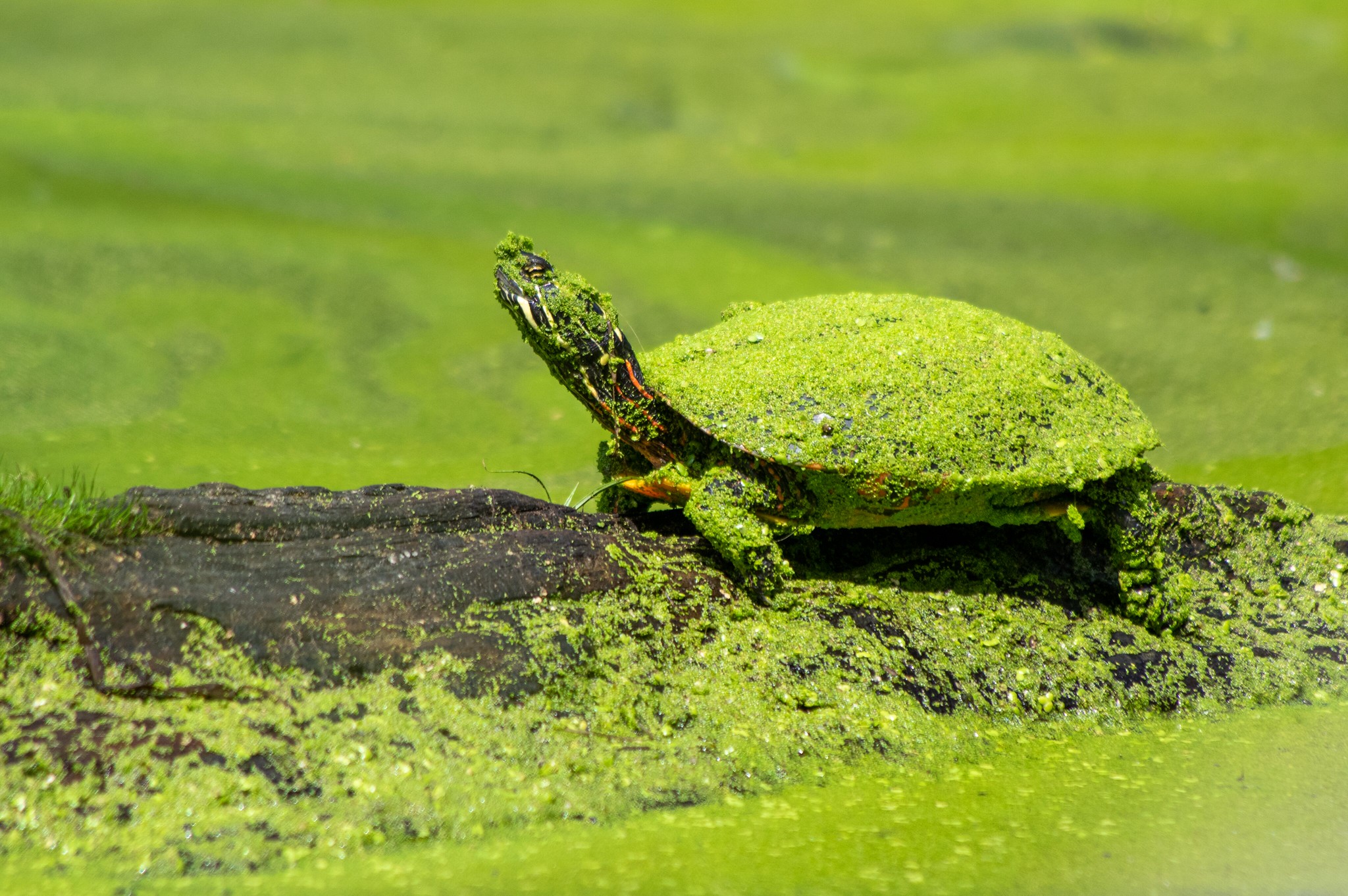 Camouflaged Turtle | Scrolller
