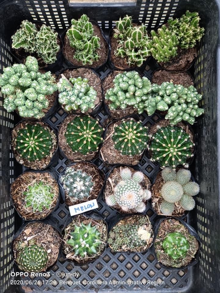 Can anyone help me ID the cacti in this lot i purchased? | Scrolller