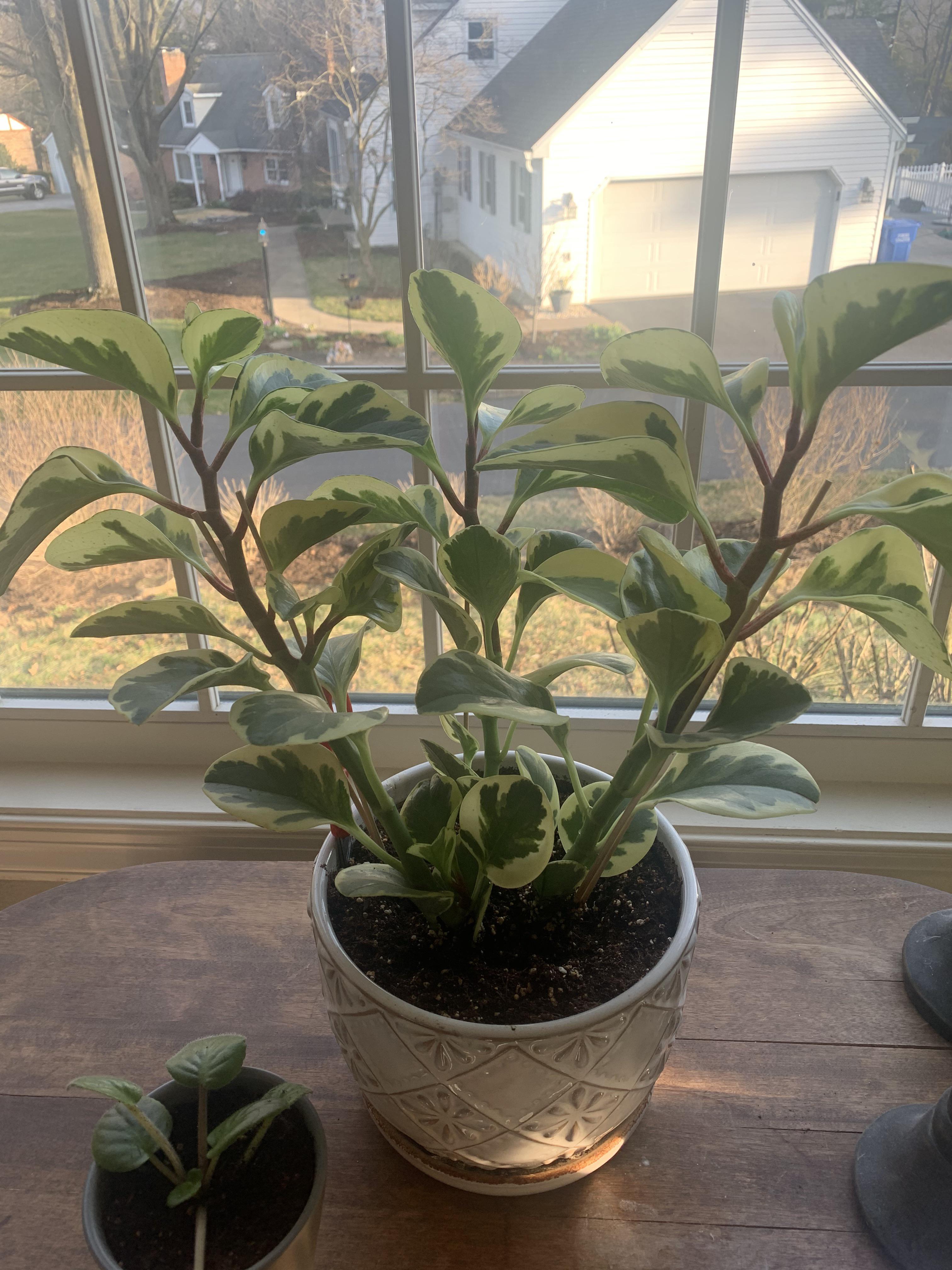 Can anyone identify this plant? | Scrolller