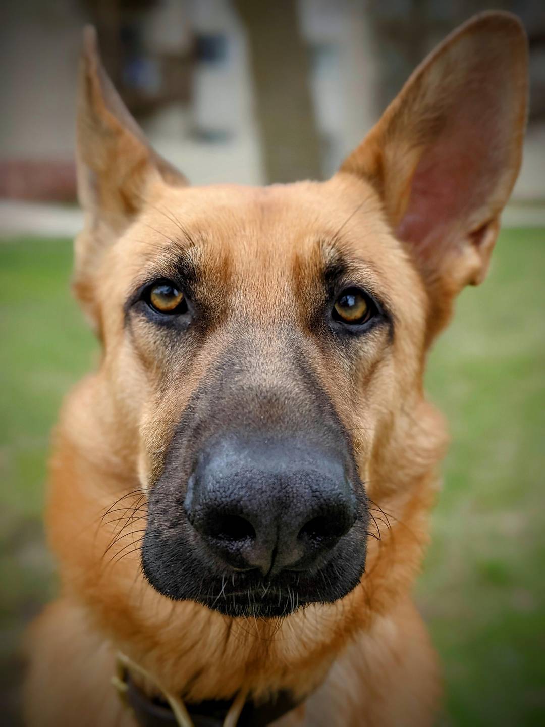 Can I get a nose boop please (and thank you)? :) | Scrolller