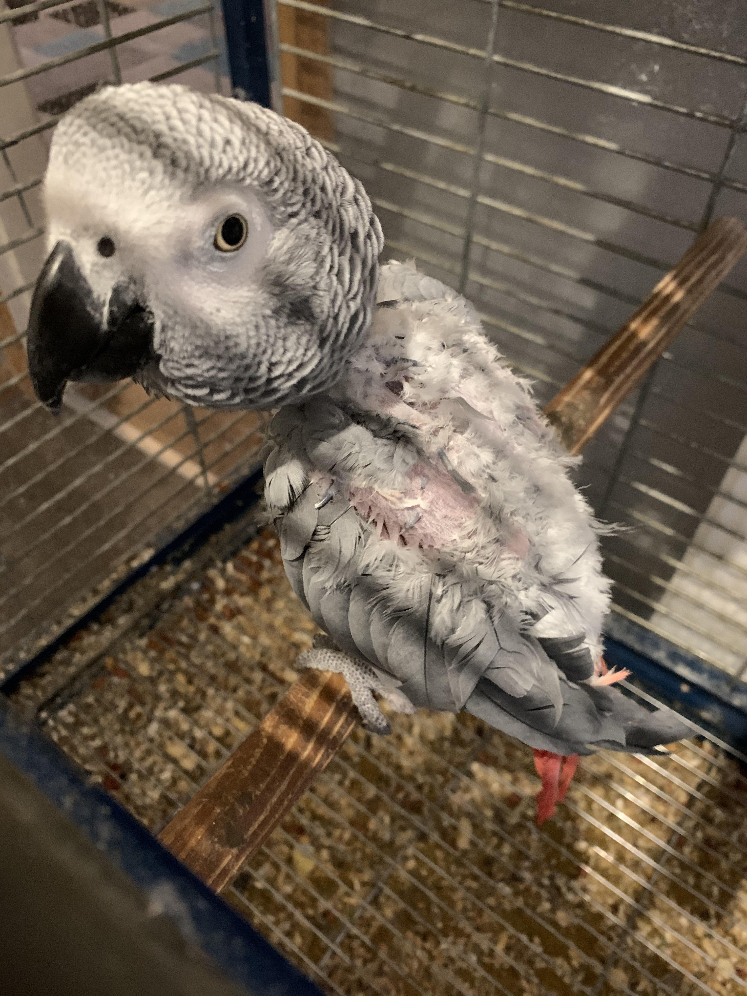 Can someone help? He has always been like this, any advice? | Scrolller