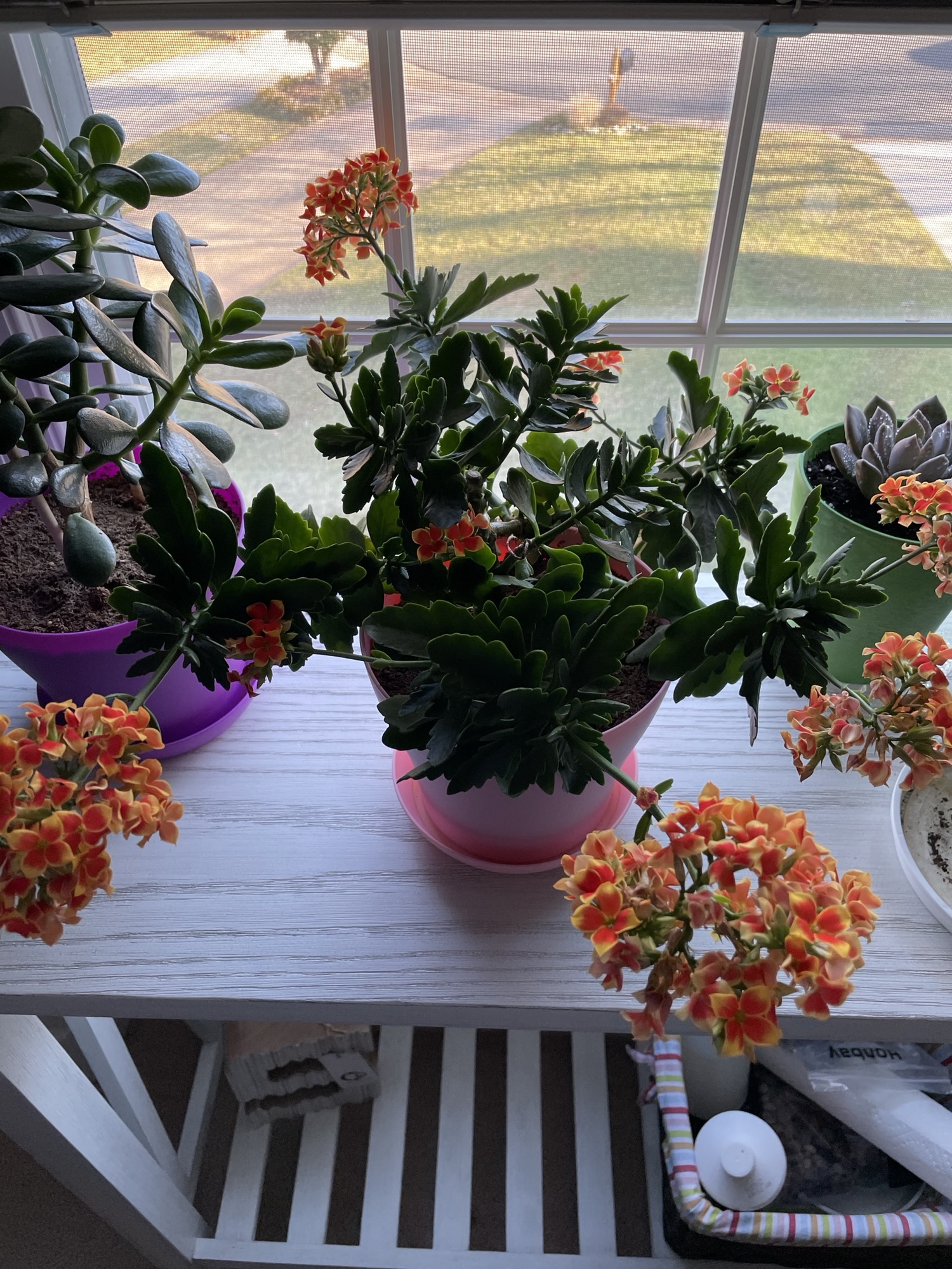 Can someone help me identify this plant and let me know what I should do about the fact that it ...