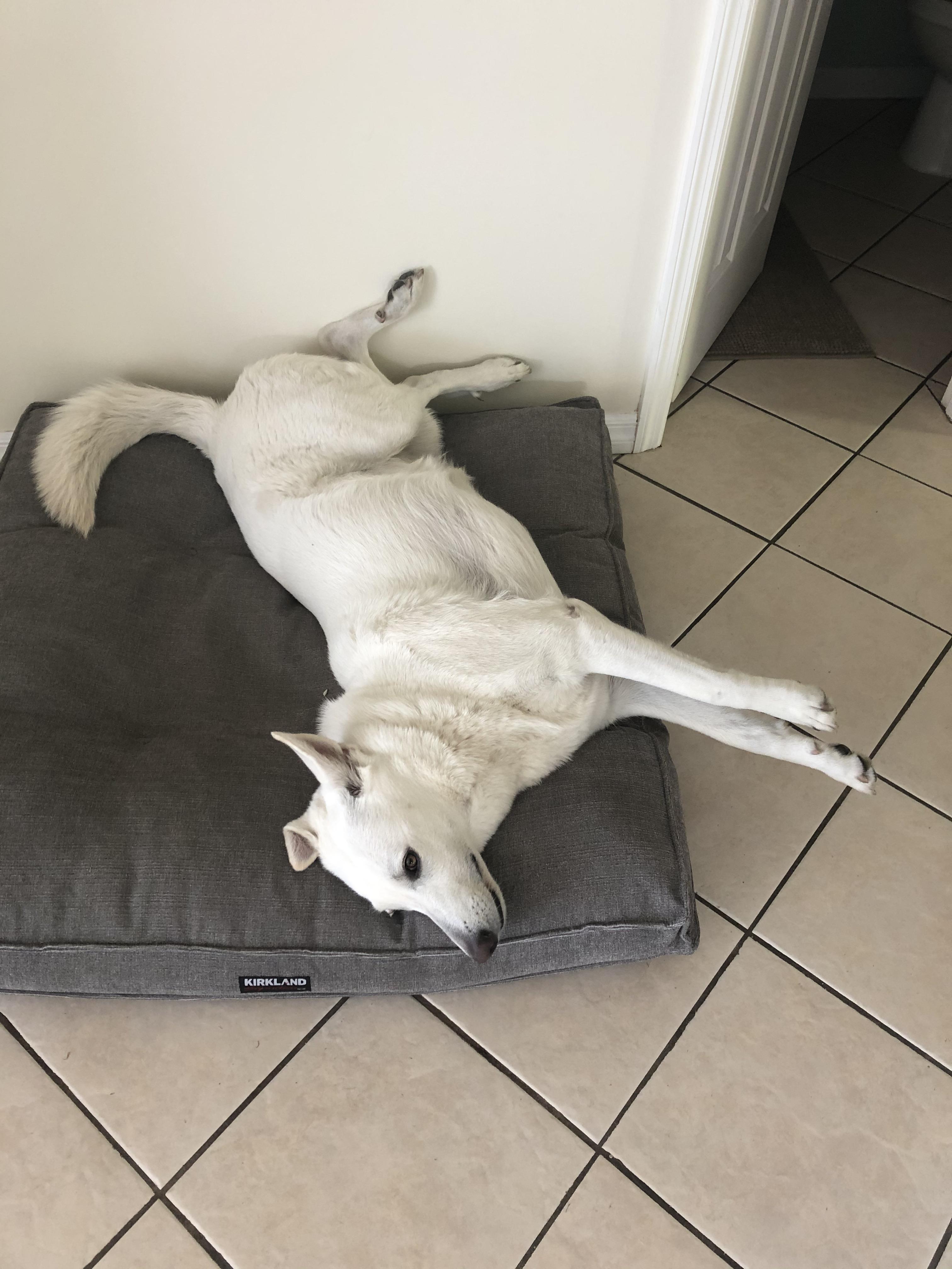 Can these doggos ever sleep in a normal position? 😂 | Scrolller