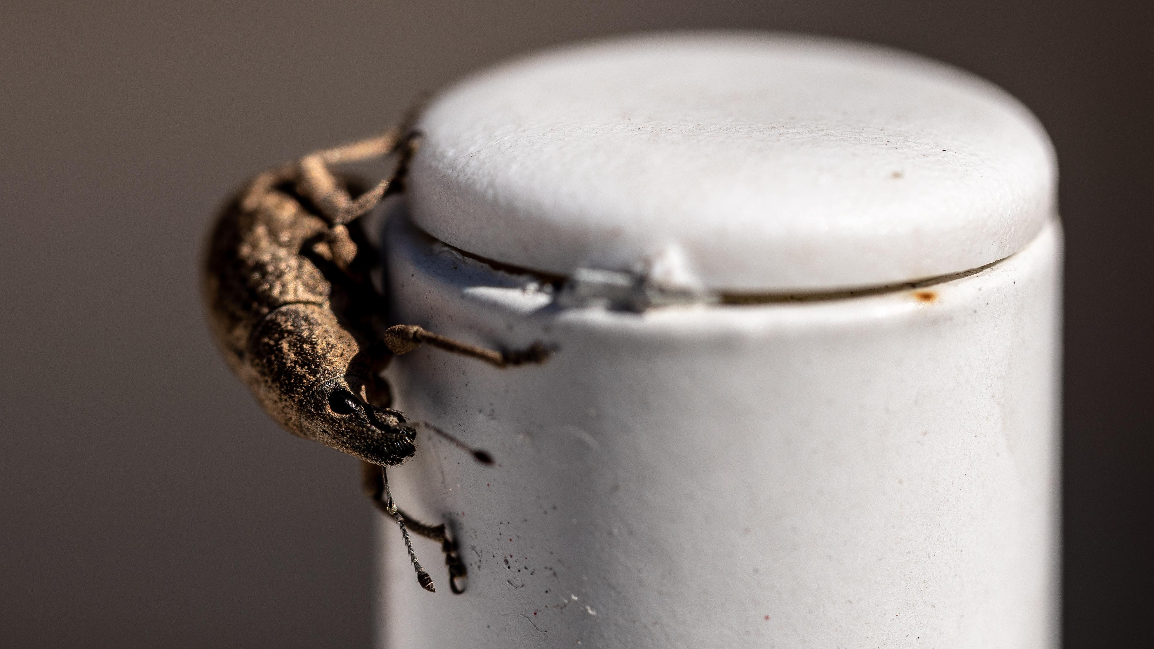 Can you folks identify this bug? San Antonio, Texas. Thanks! | Scrolller