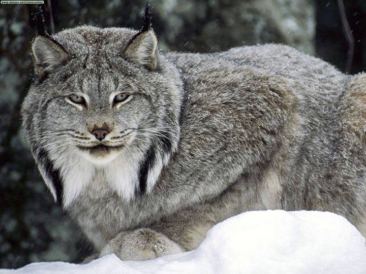 Canada Lynx - Lynx Canadensis | Scrolller