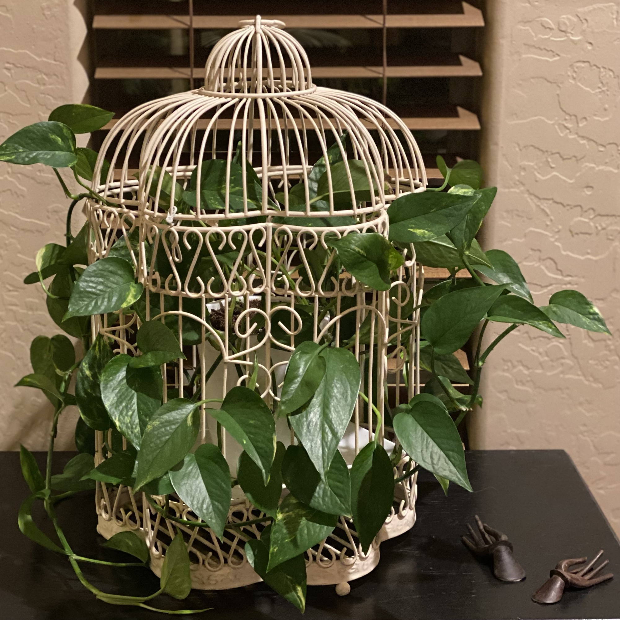 Cant cage a pothos | Scrolller