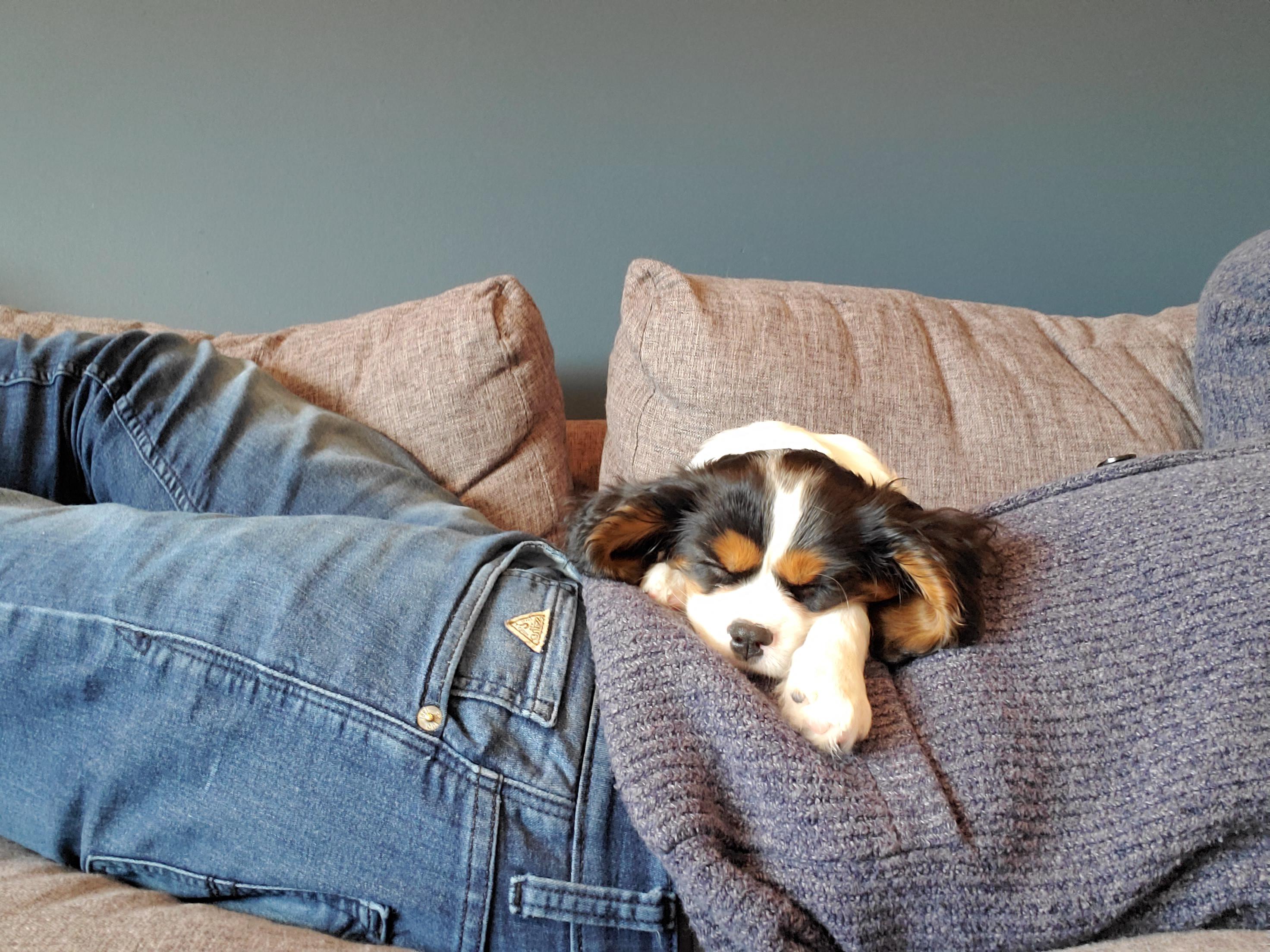 Can't get up or move. Must let puppy sleep. | Scrolller
