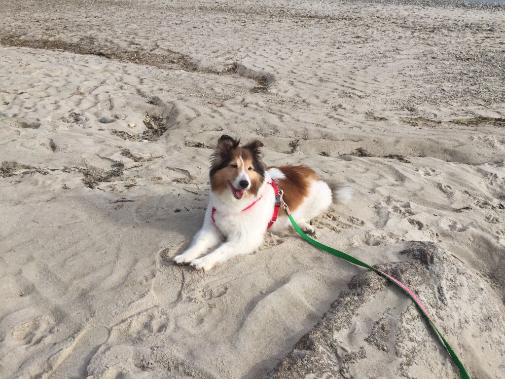 Cape Cod, summer 2017. We love dog friendly beaches! | Scrolller