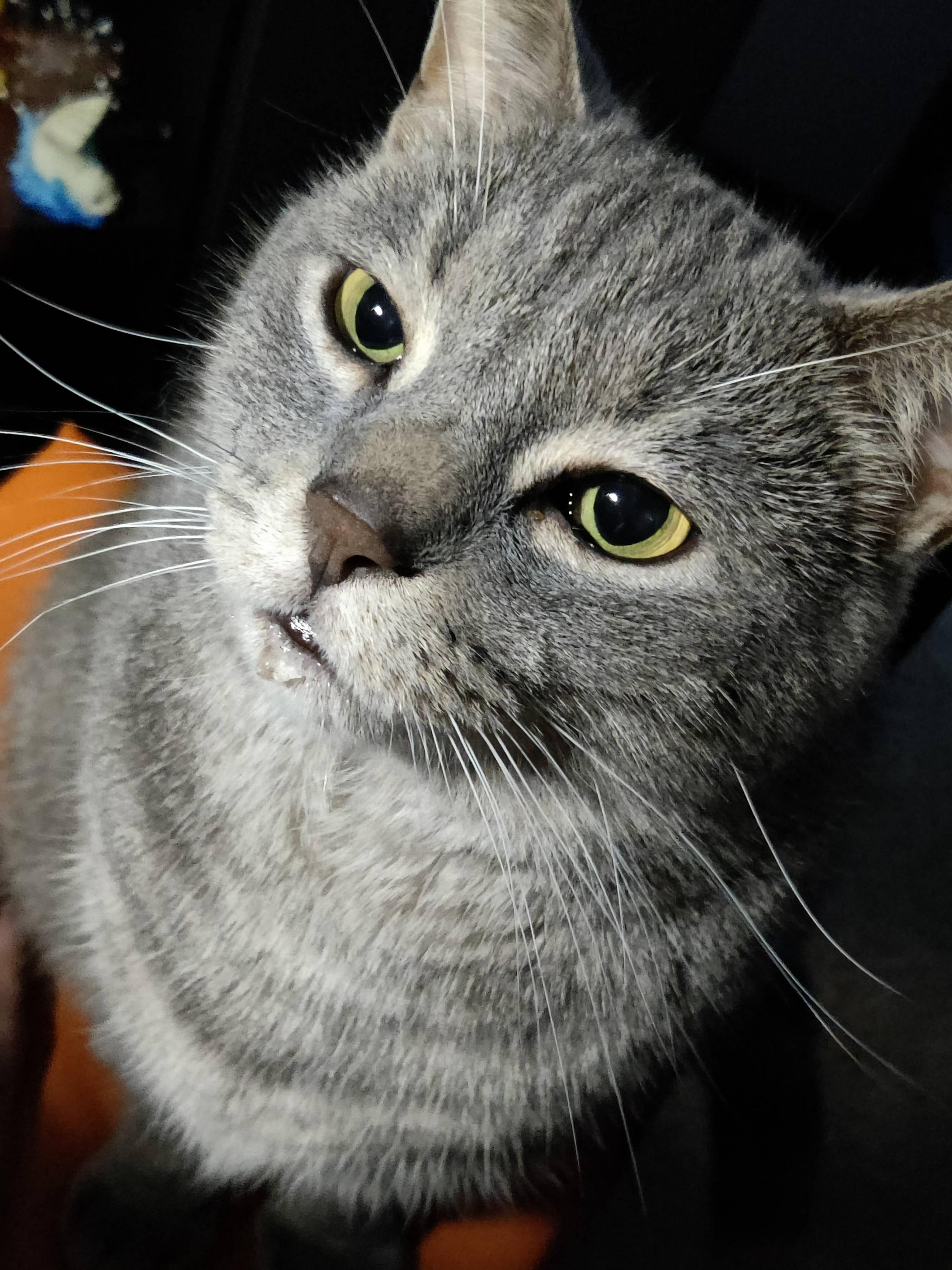 Captain drool | Scrolller