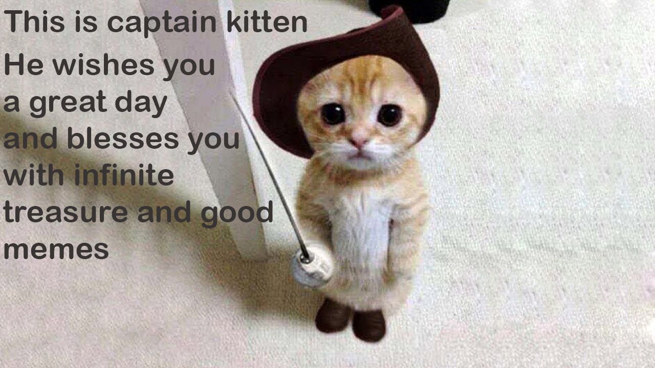 Captain kitten to the rescue! | Scrolller